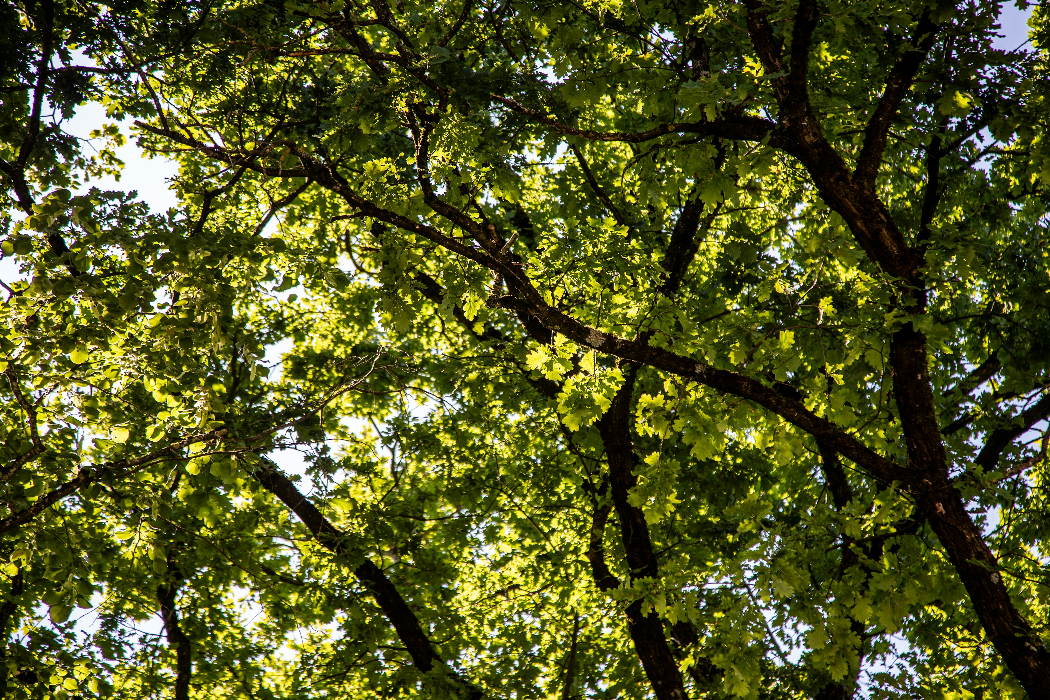 Sunlit Canopy: A Pause Under Green Lattice