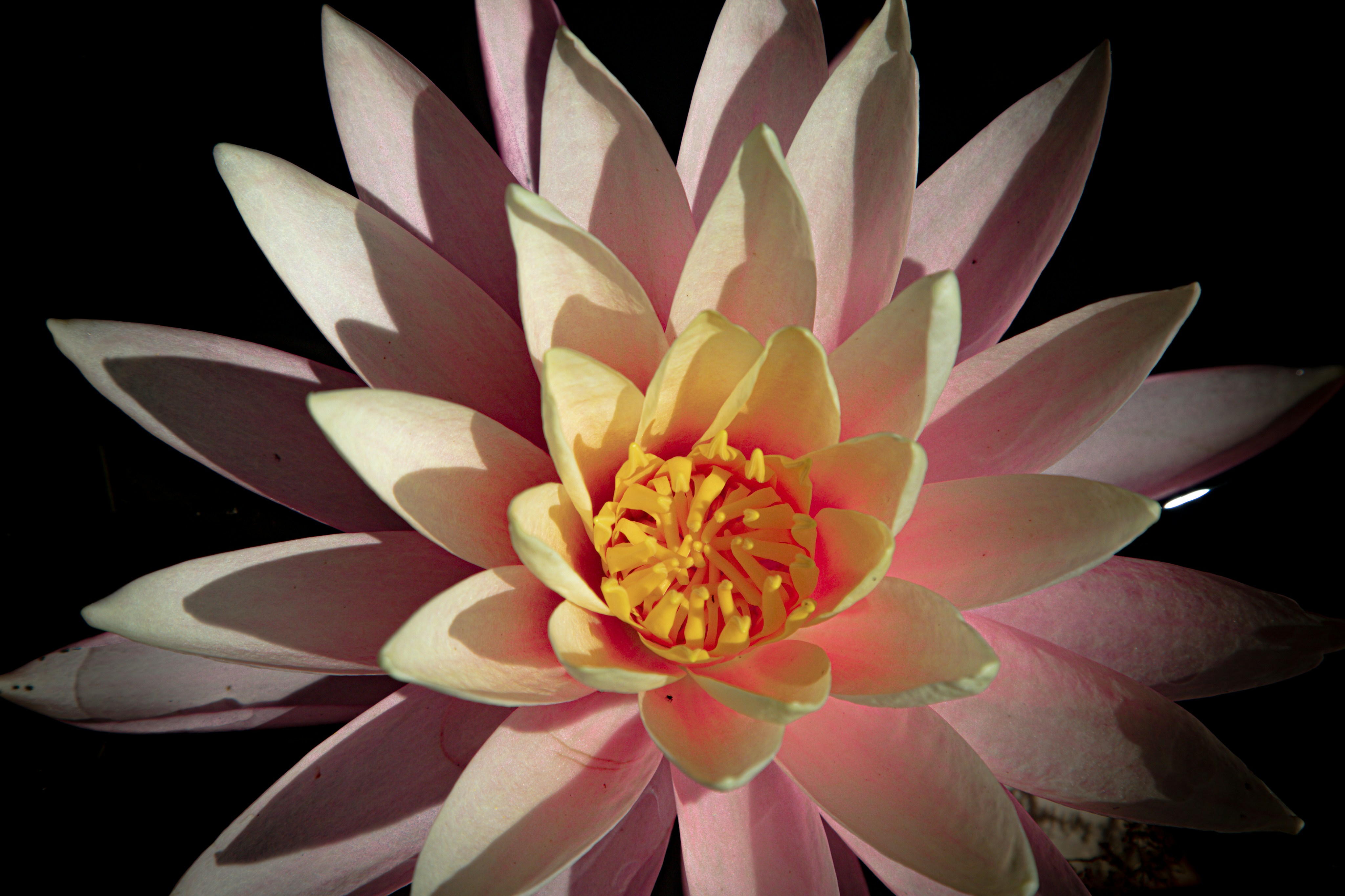 Centered Bloom: a luminous pink succulent in stark contrast