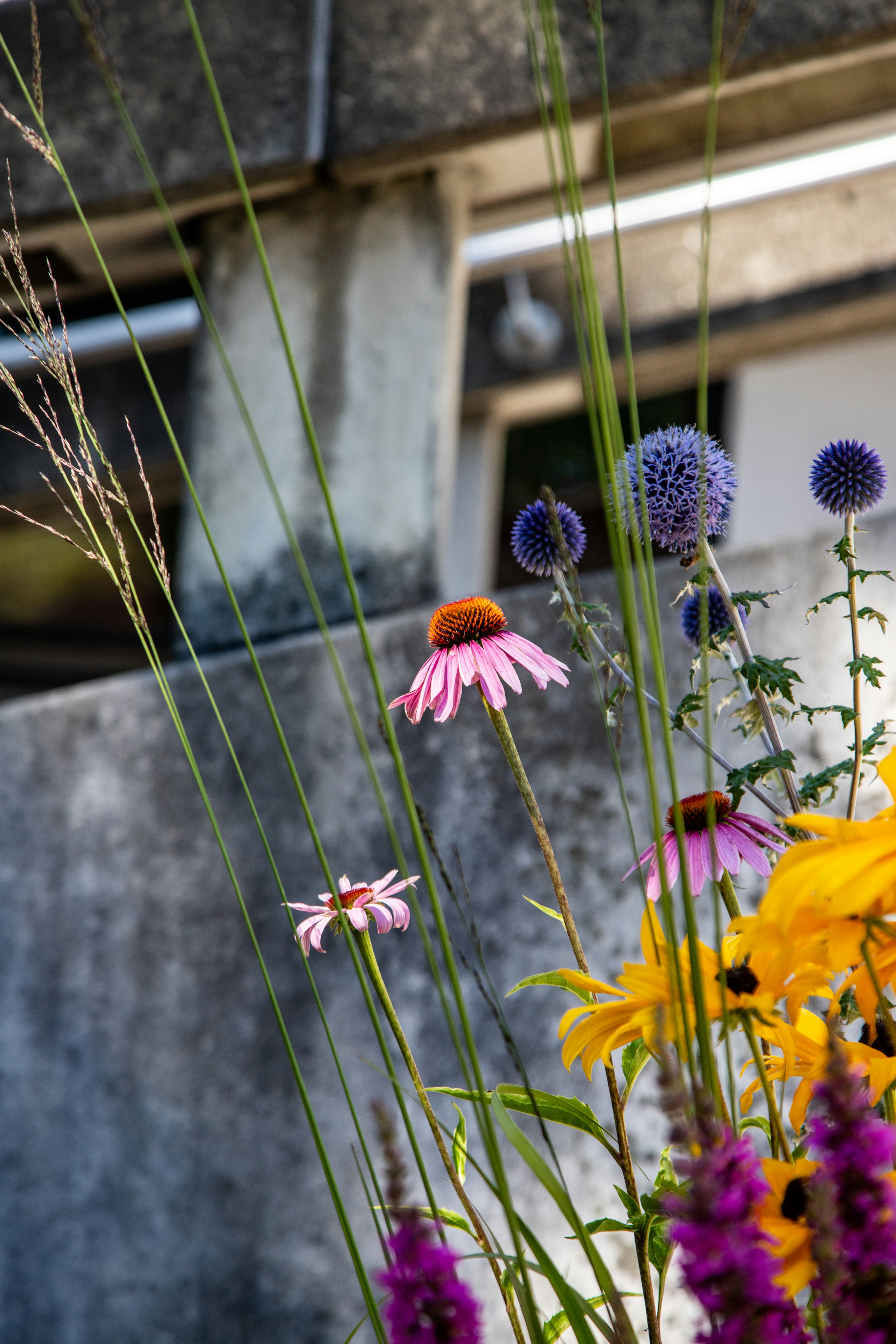 Wildflowers Against Urban Geometry: A Colorful Drought of Concrete