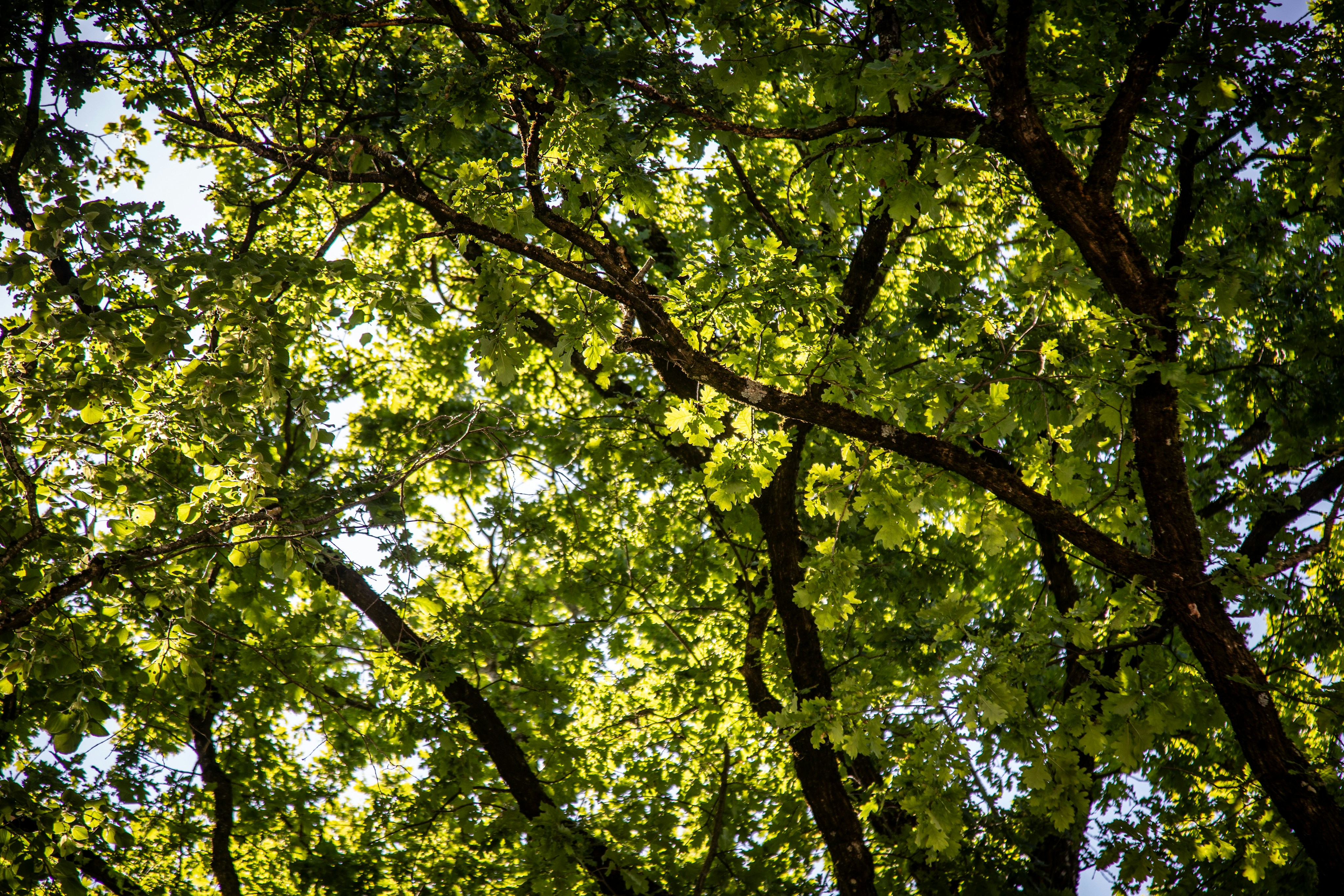 Sunlight Through a Canopy of Green Gold
