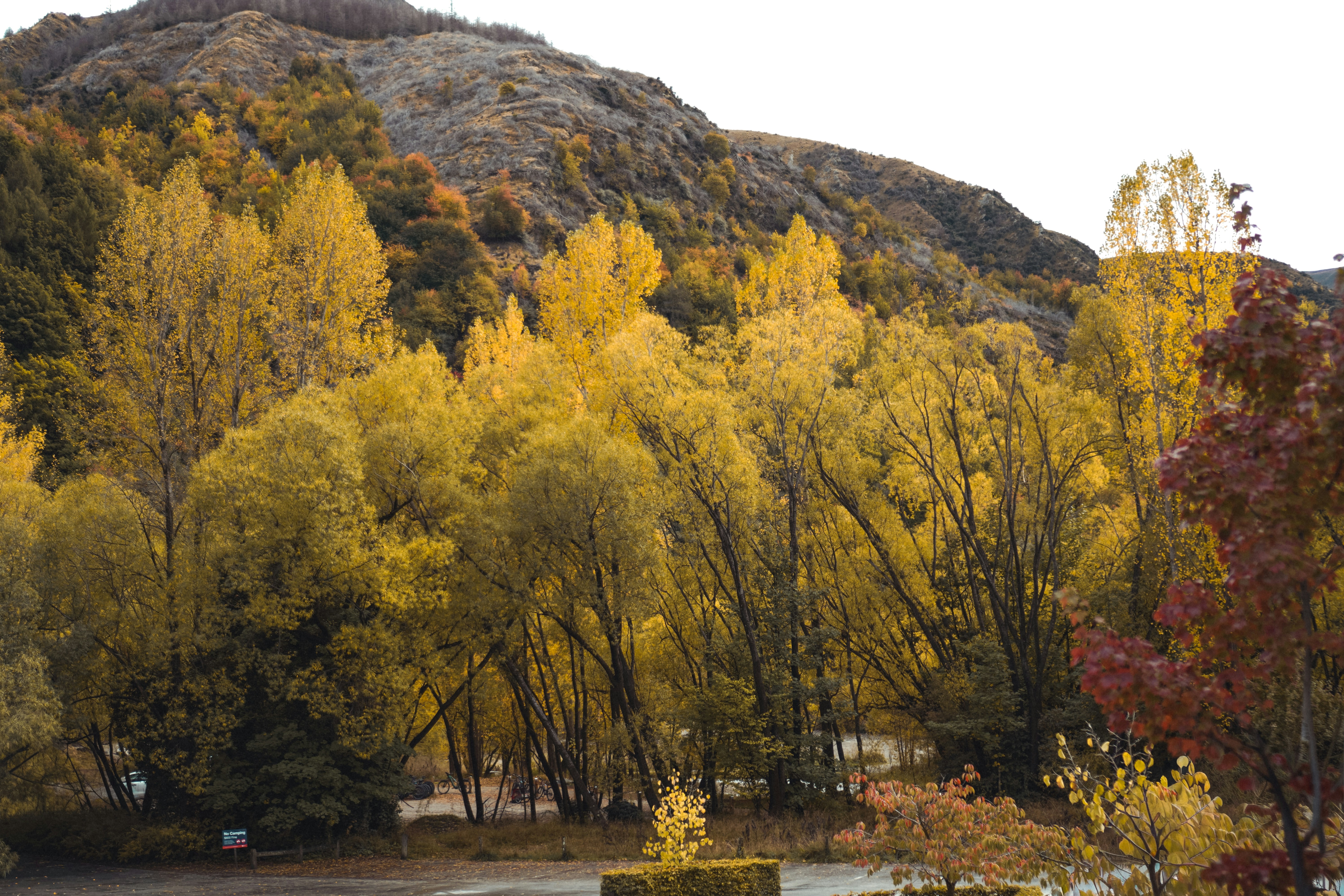 Golden Orchard Ridge in Autumn Light