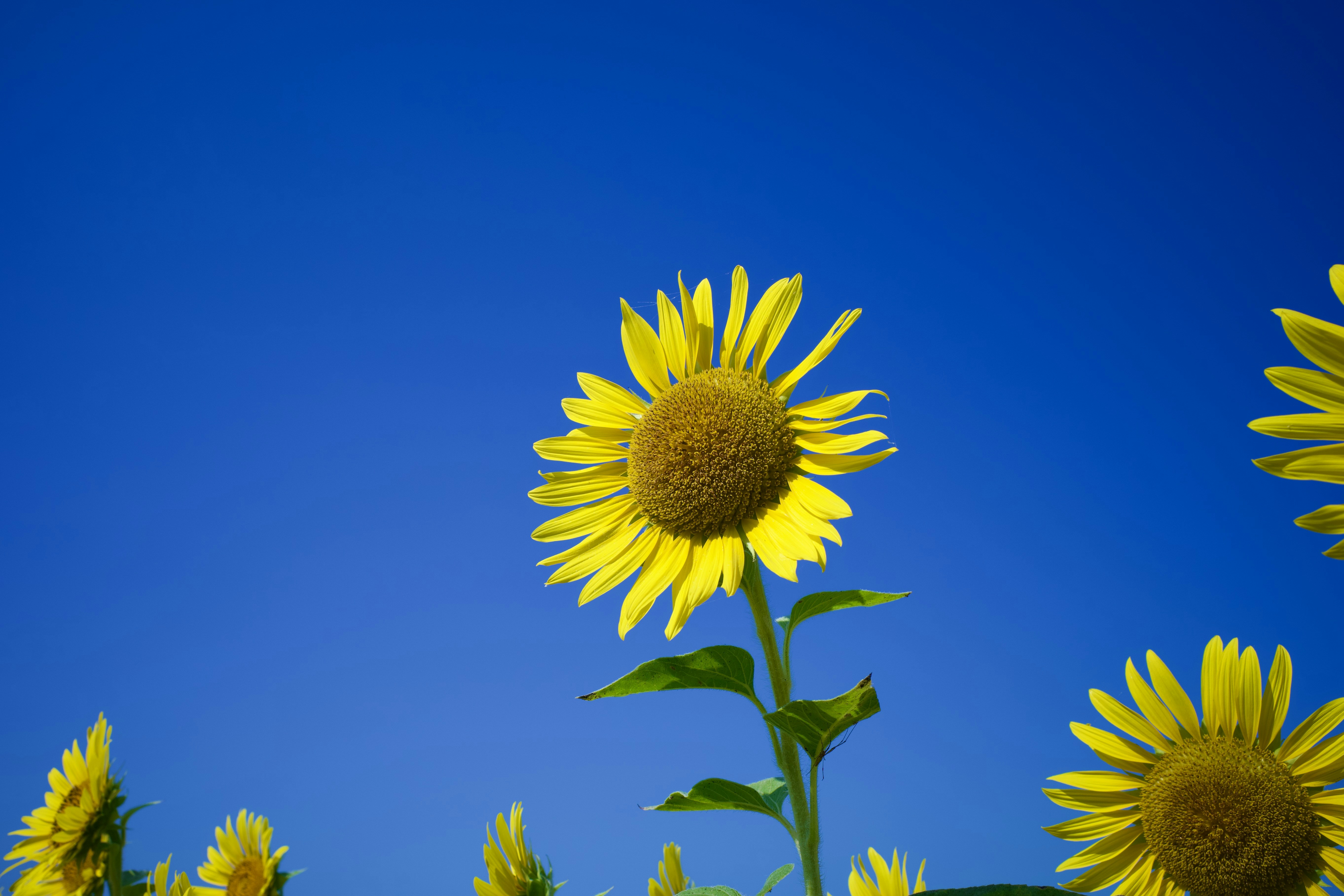 Sunlit Helianthus: A Bright Blossom Reaches Toward a Cerulean Sky