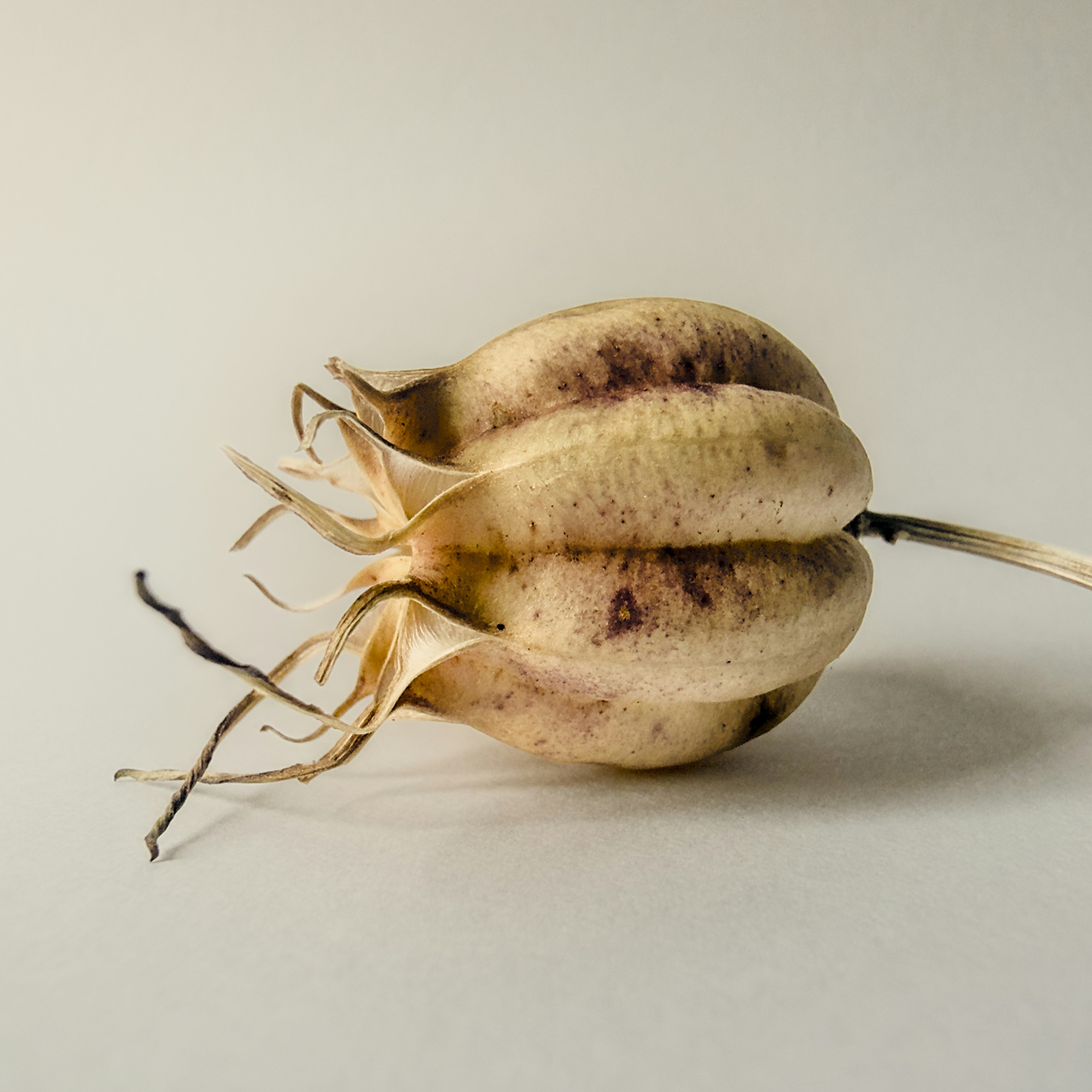A Lone Legume: A Pale Pea Pod with Withered Tendrils on a Quiet Stage