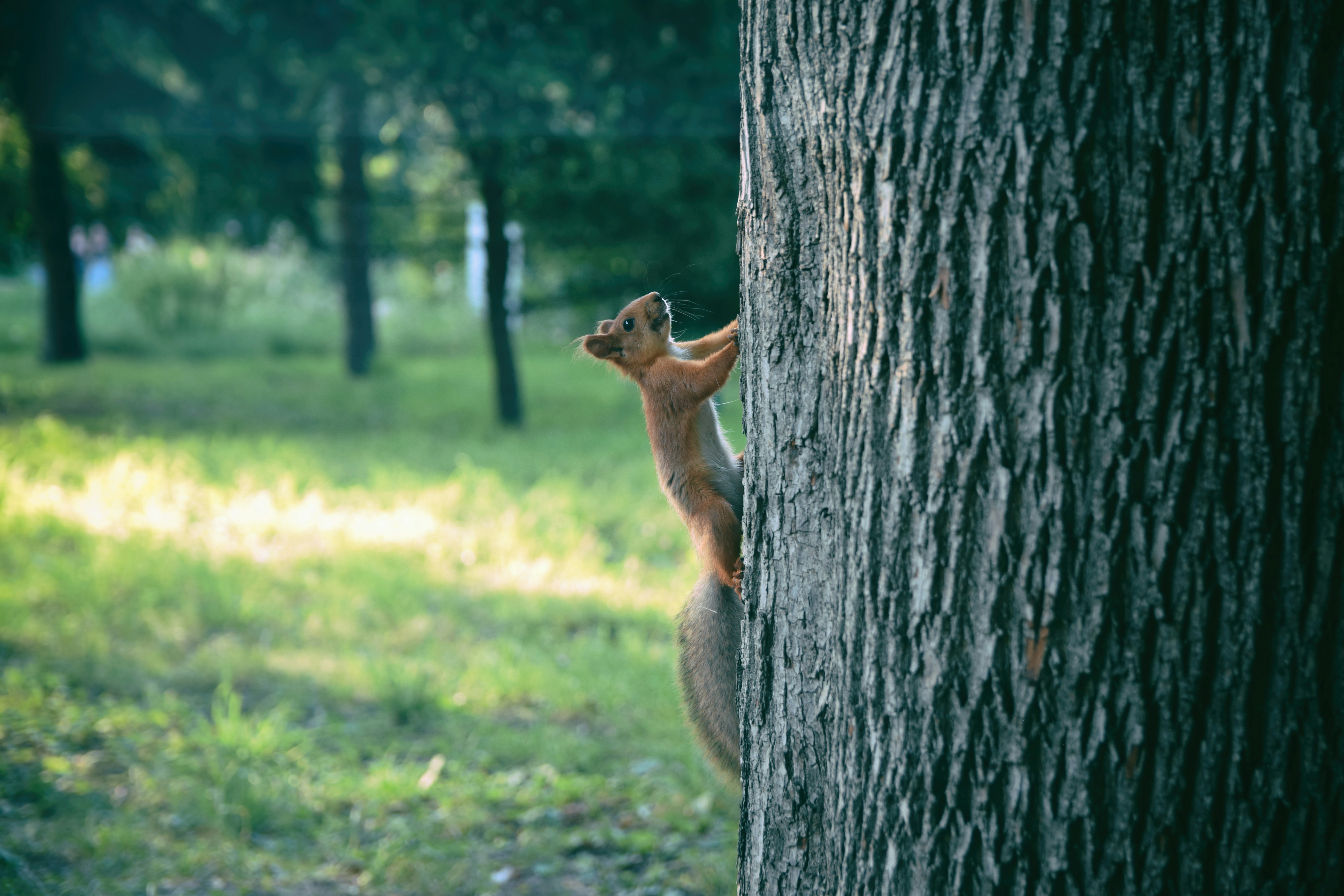 Squirrel clinging to the side of a textured tree trunk with a sunlit park in the background; a candid moment highlighting wildlife in a natural setting.