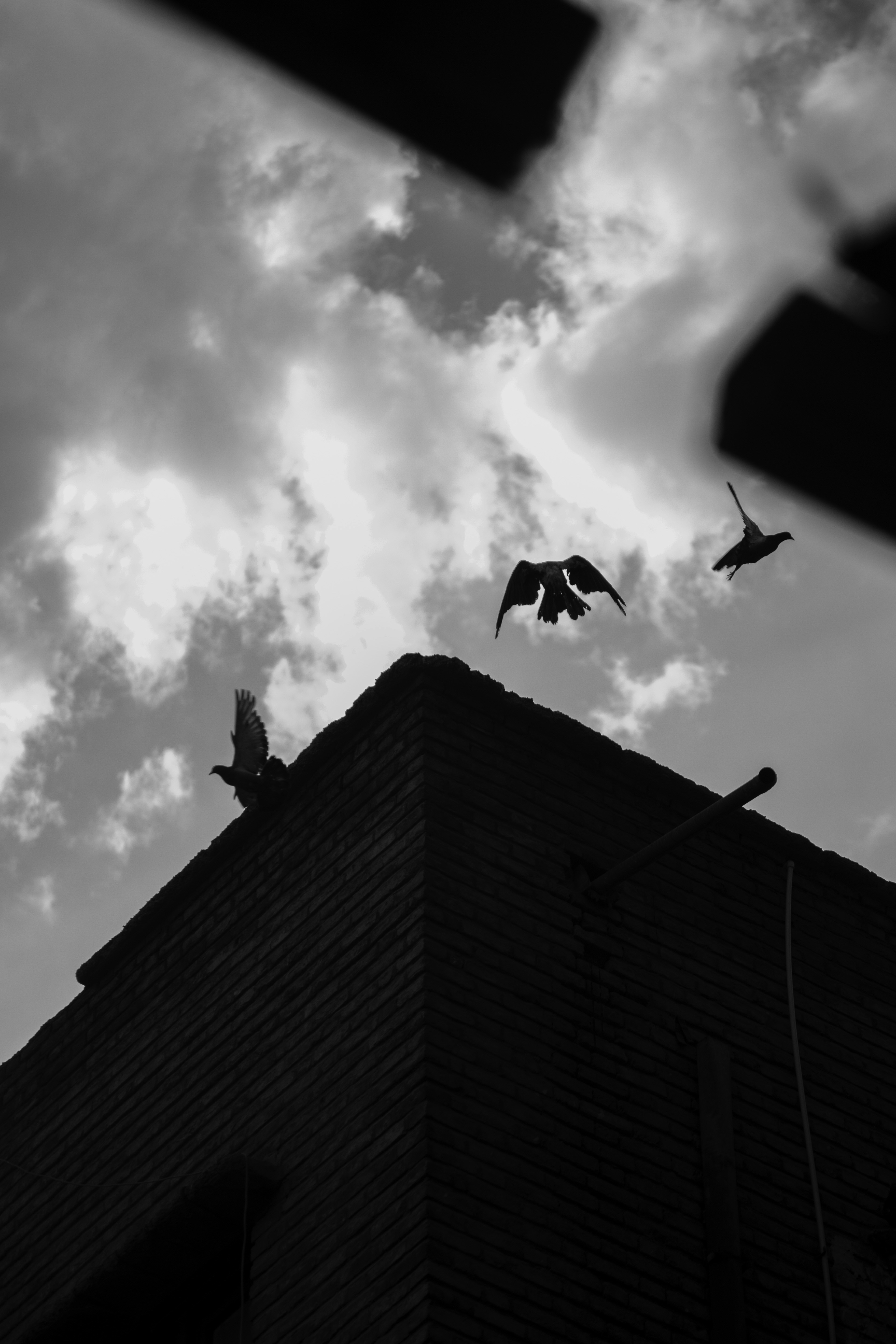 Birds Over a Brick Corner: A Sharp Black-and-White Confluence