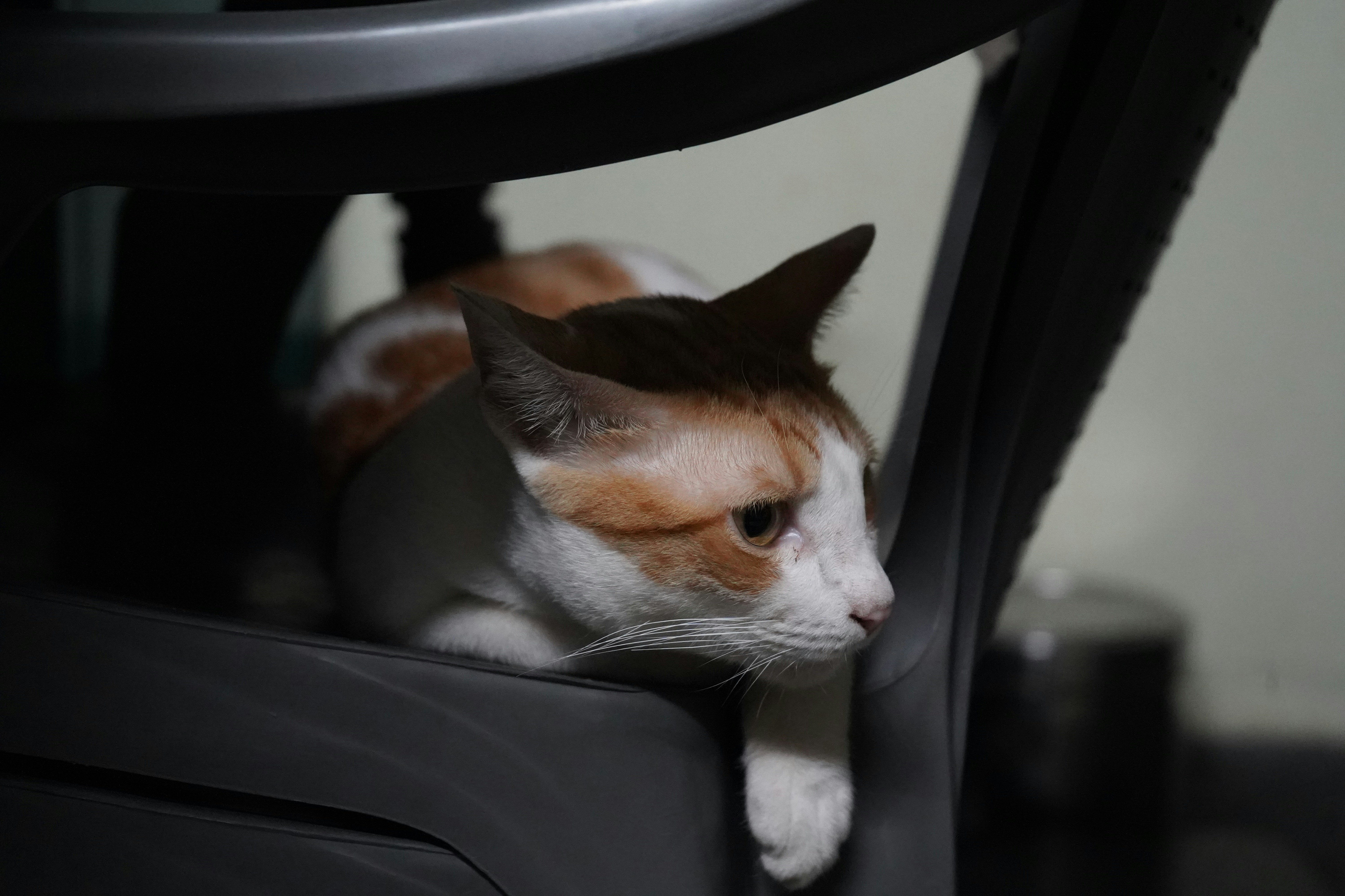 Quiet Propped Gaze: A Calico Cat Resting Inside a Vehicle Console