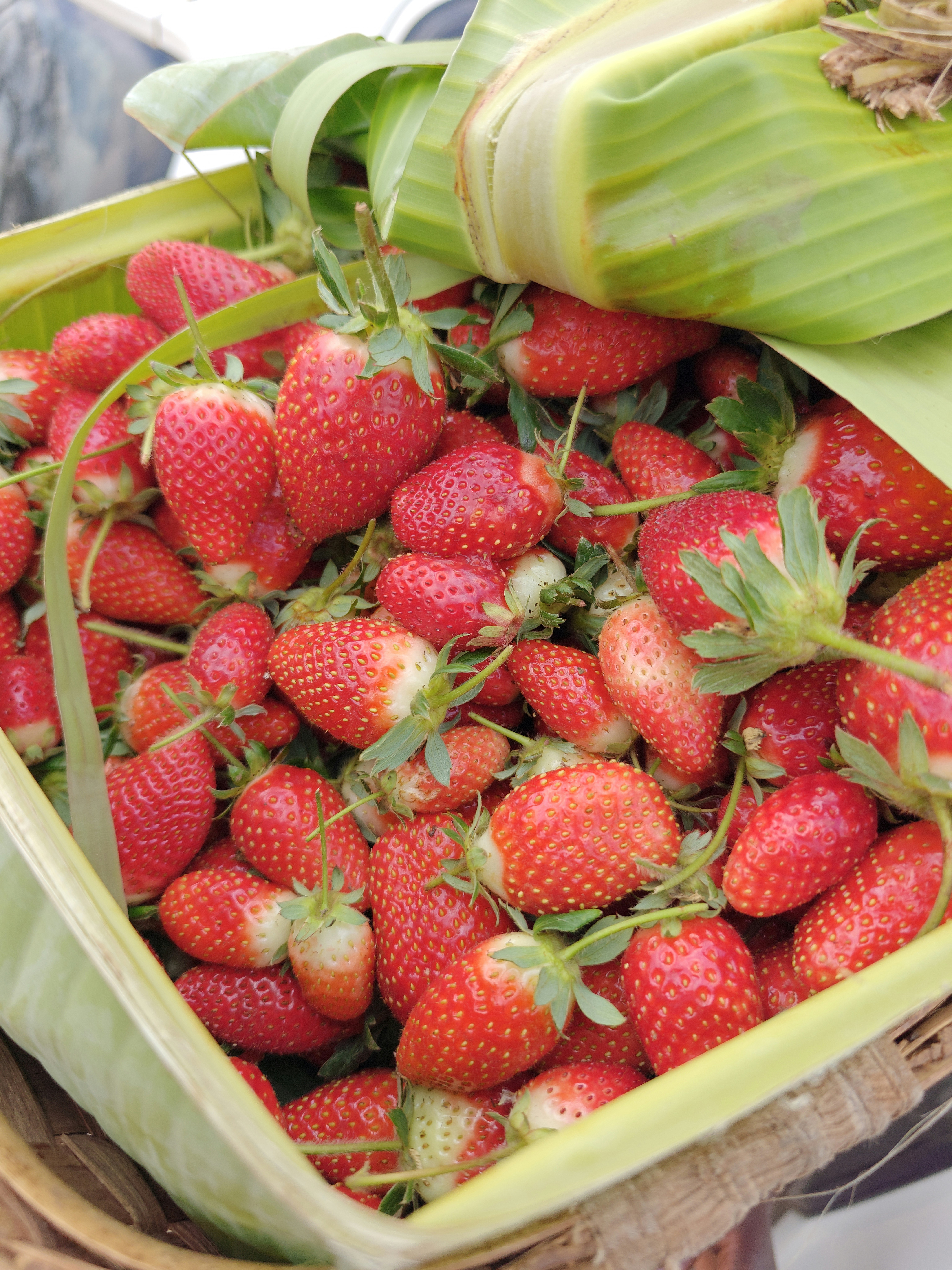 Crimson Harvest: Strawberries Nestled in Banana Leaves