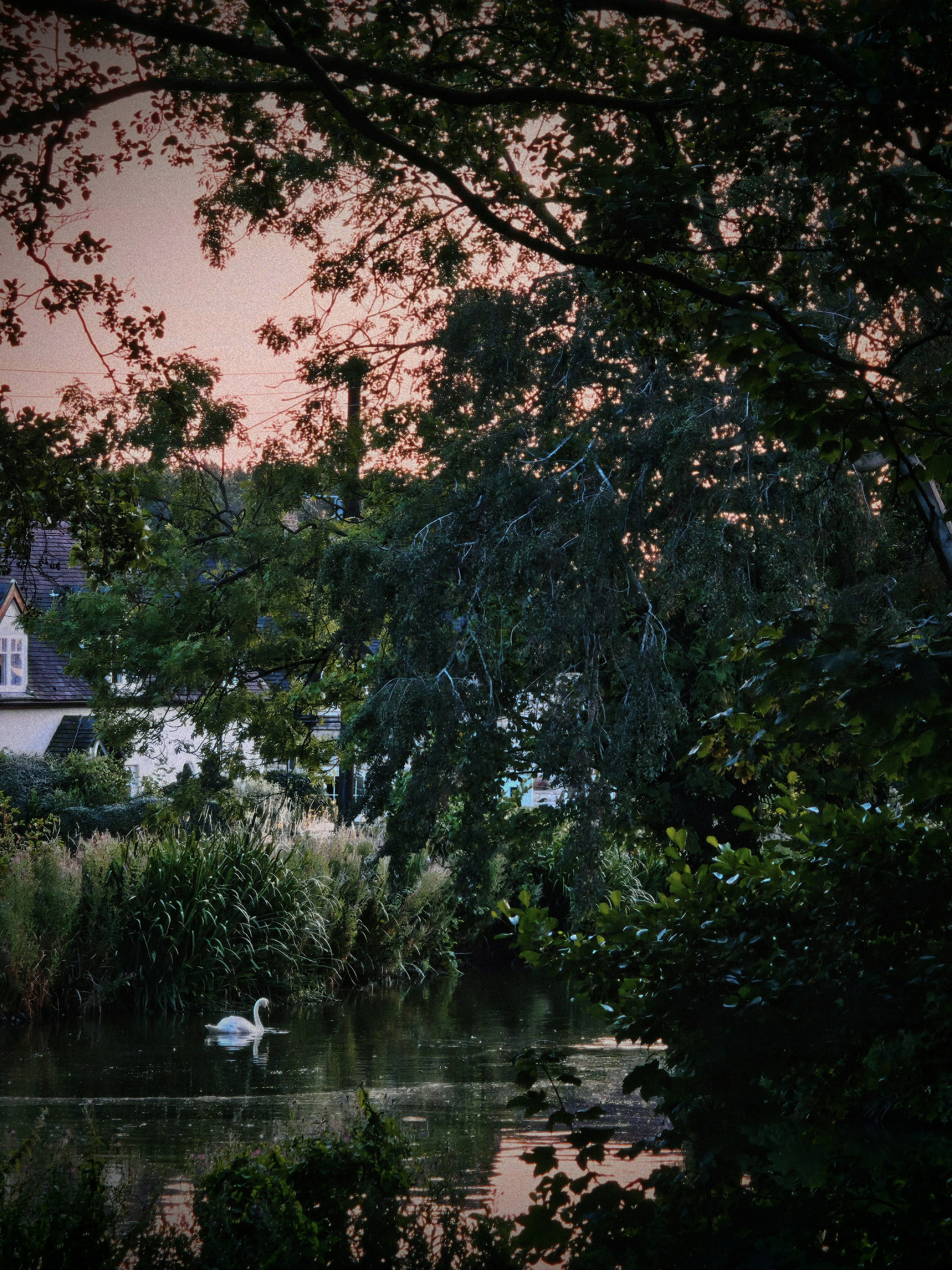 Quiet pond scene with a lone swan gliding near the reeds as pink twilight filters through overhanging branches.