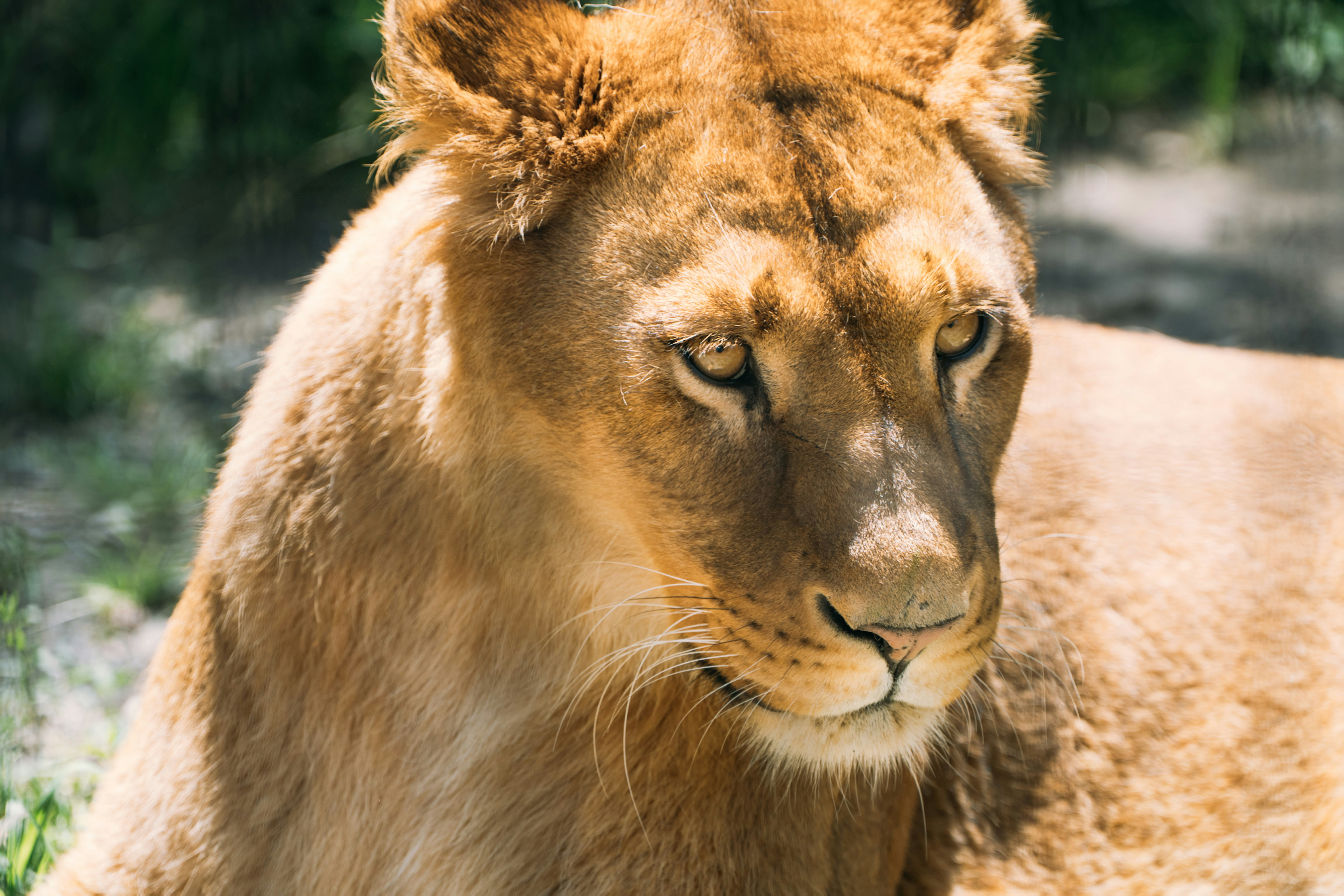 Focused Gaze: A Lioness in Sunlit Quiet