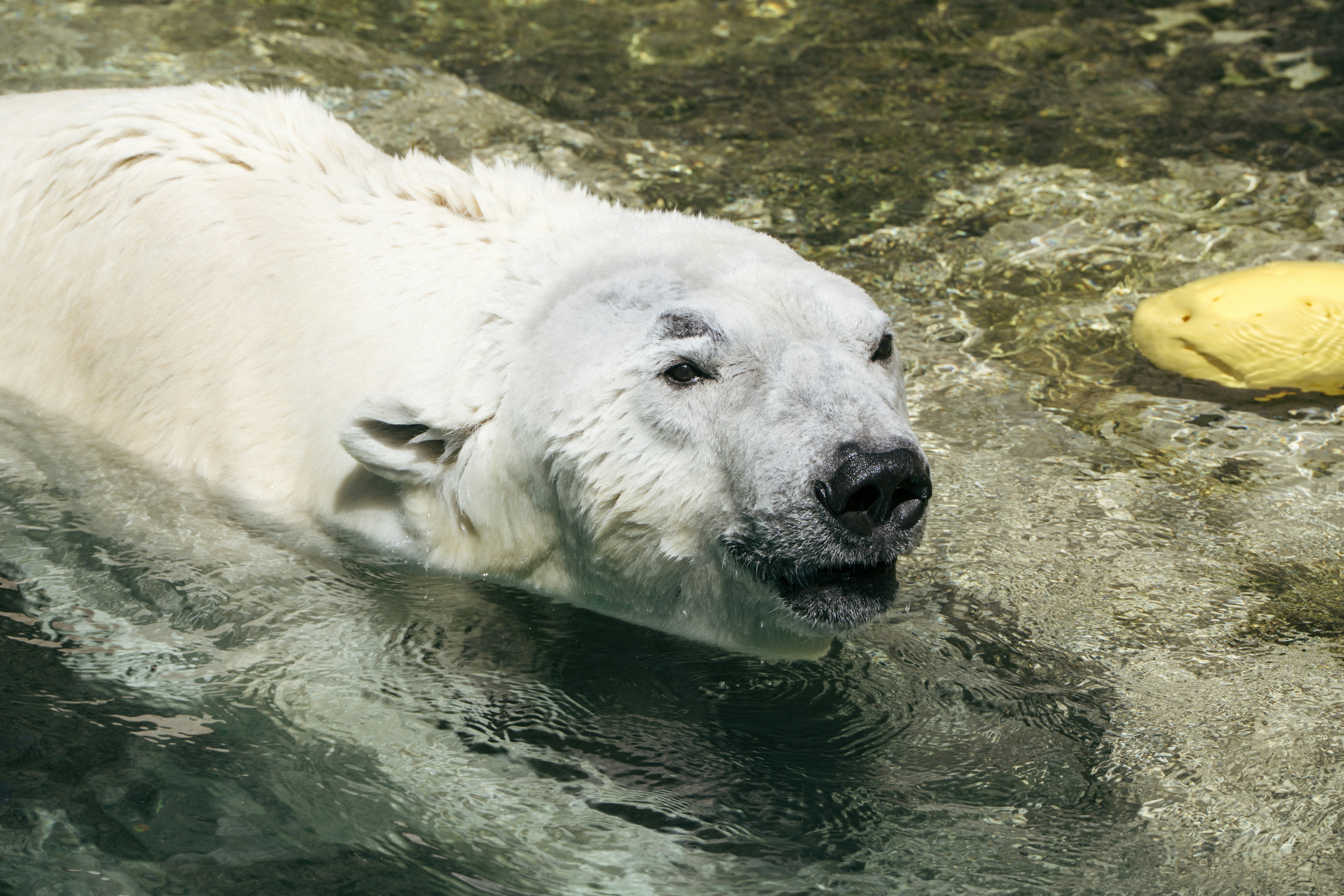 Polar Bear’s Quiet Float at the Ice Edge