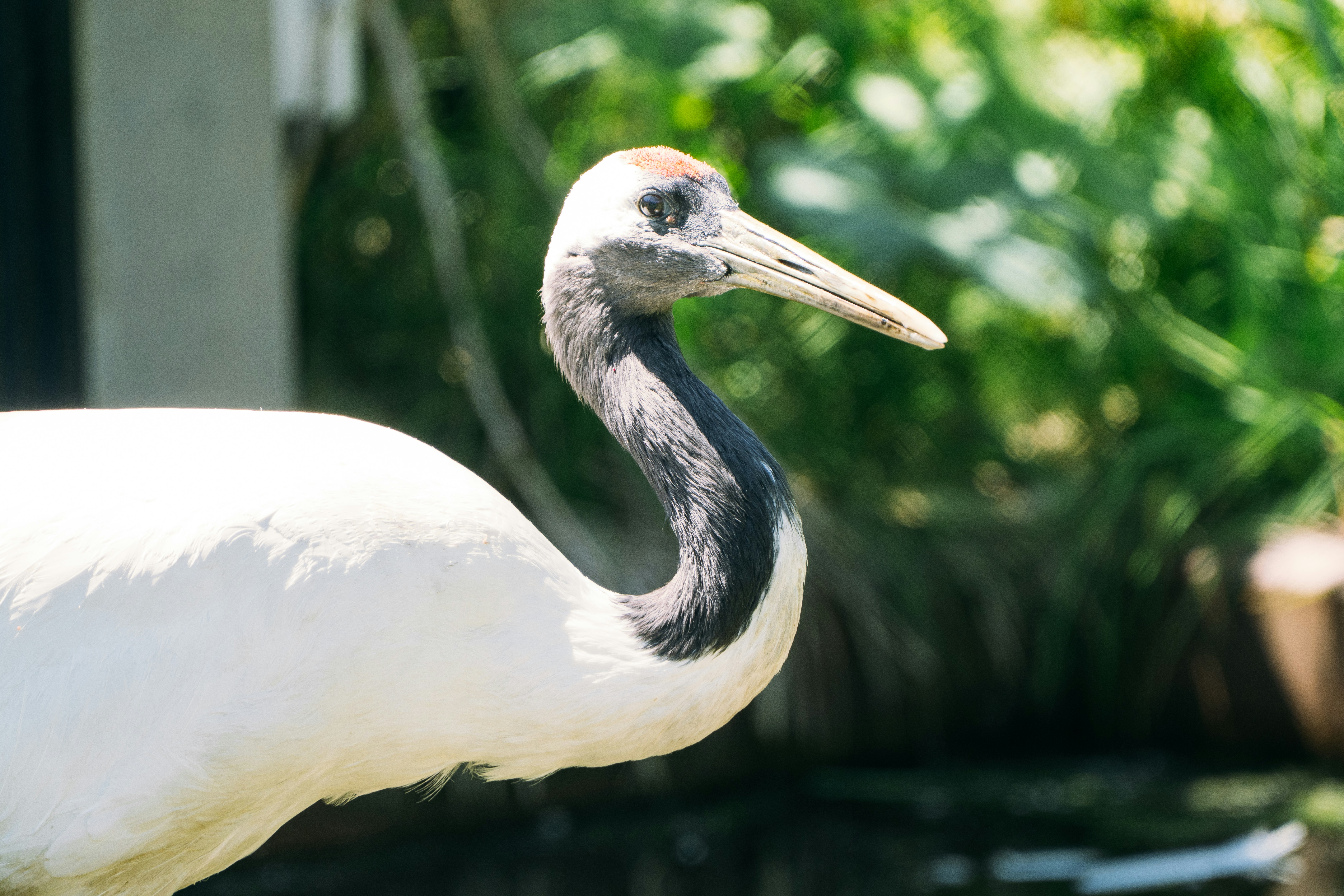Graceful Heron Portrait by the Water