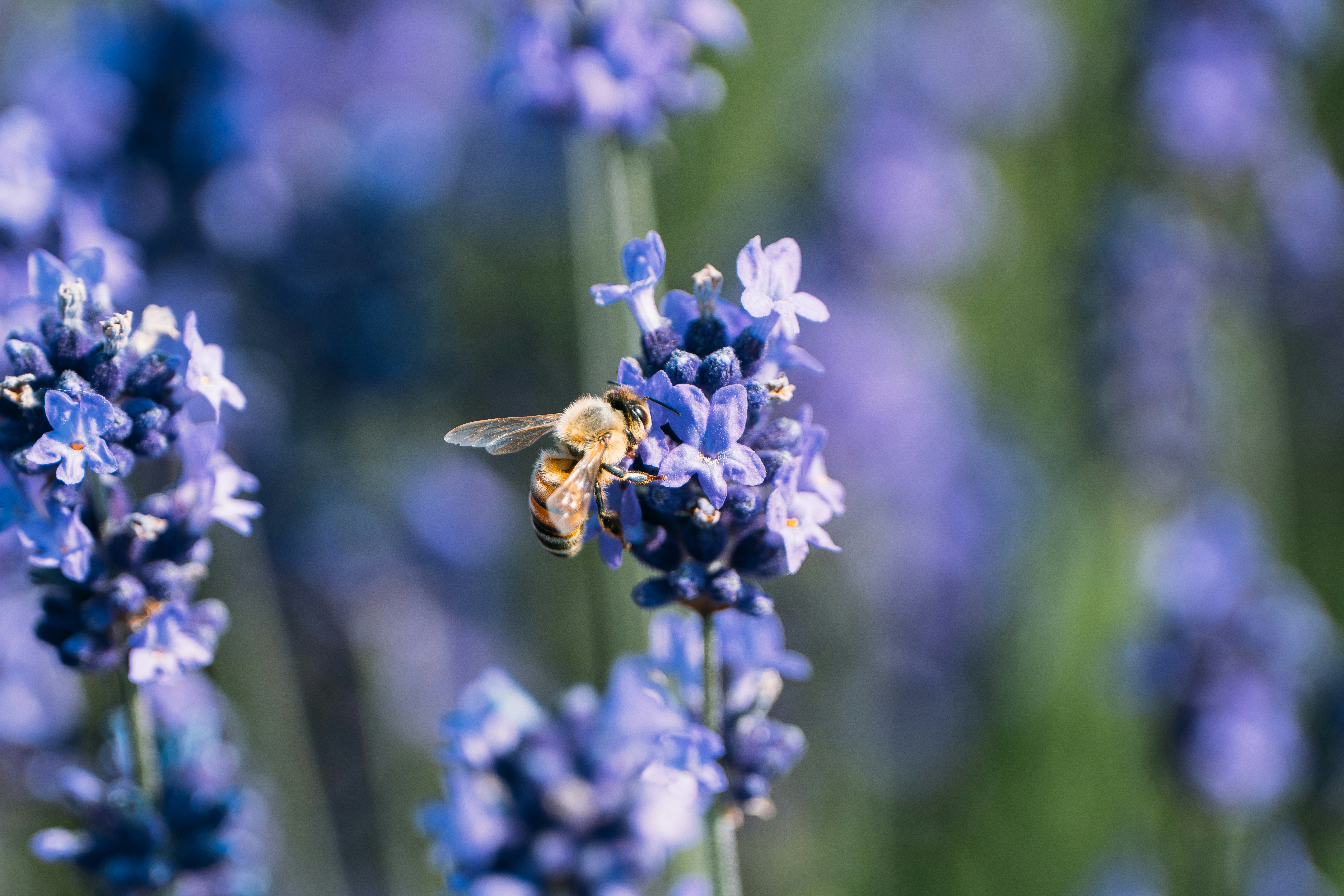 Bee in Bloom: A Golden Visitor Among Lavender Stems