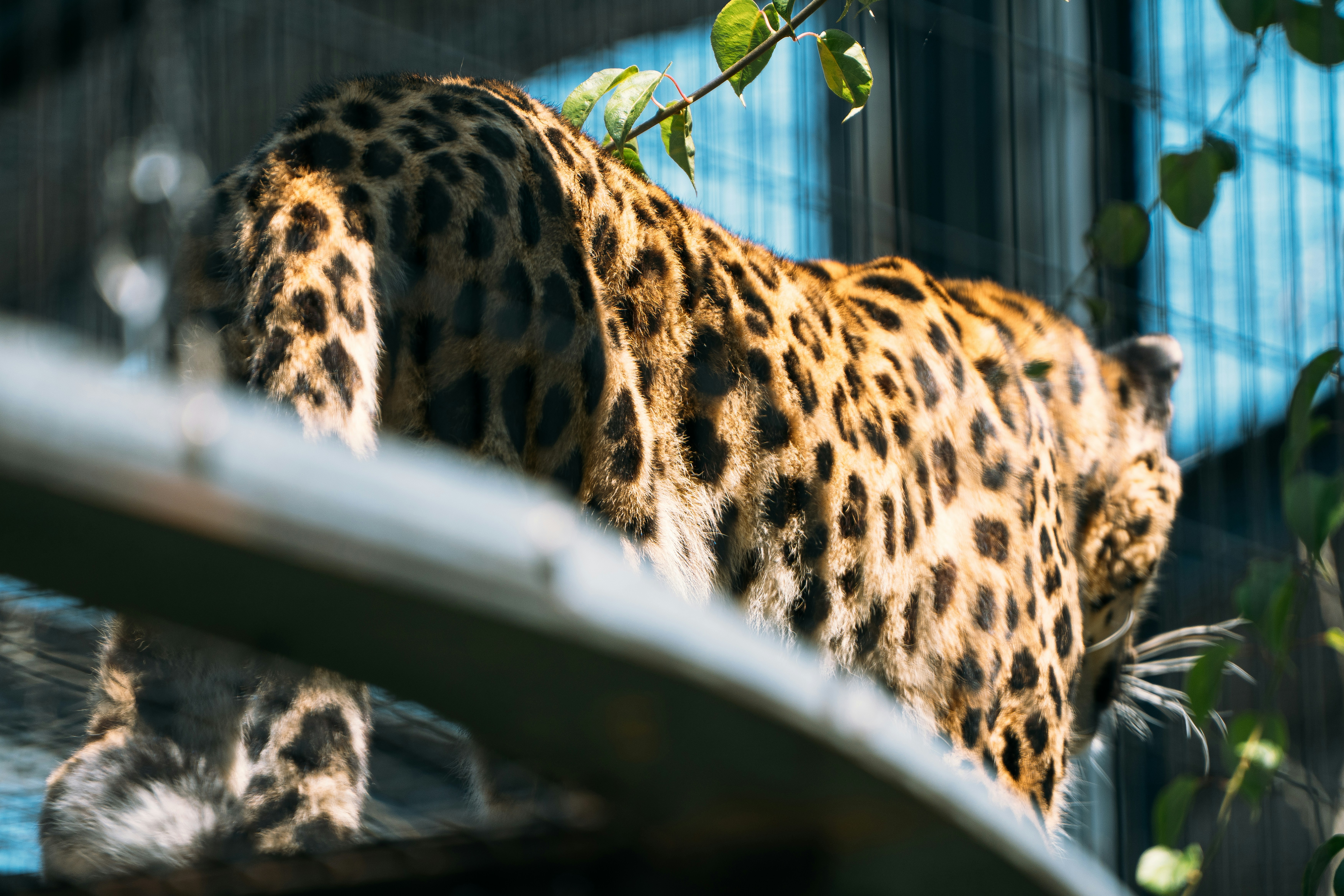 Leopard’s Quiet Gaze Across a Shaded Enclosure
