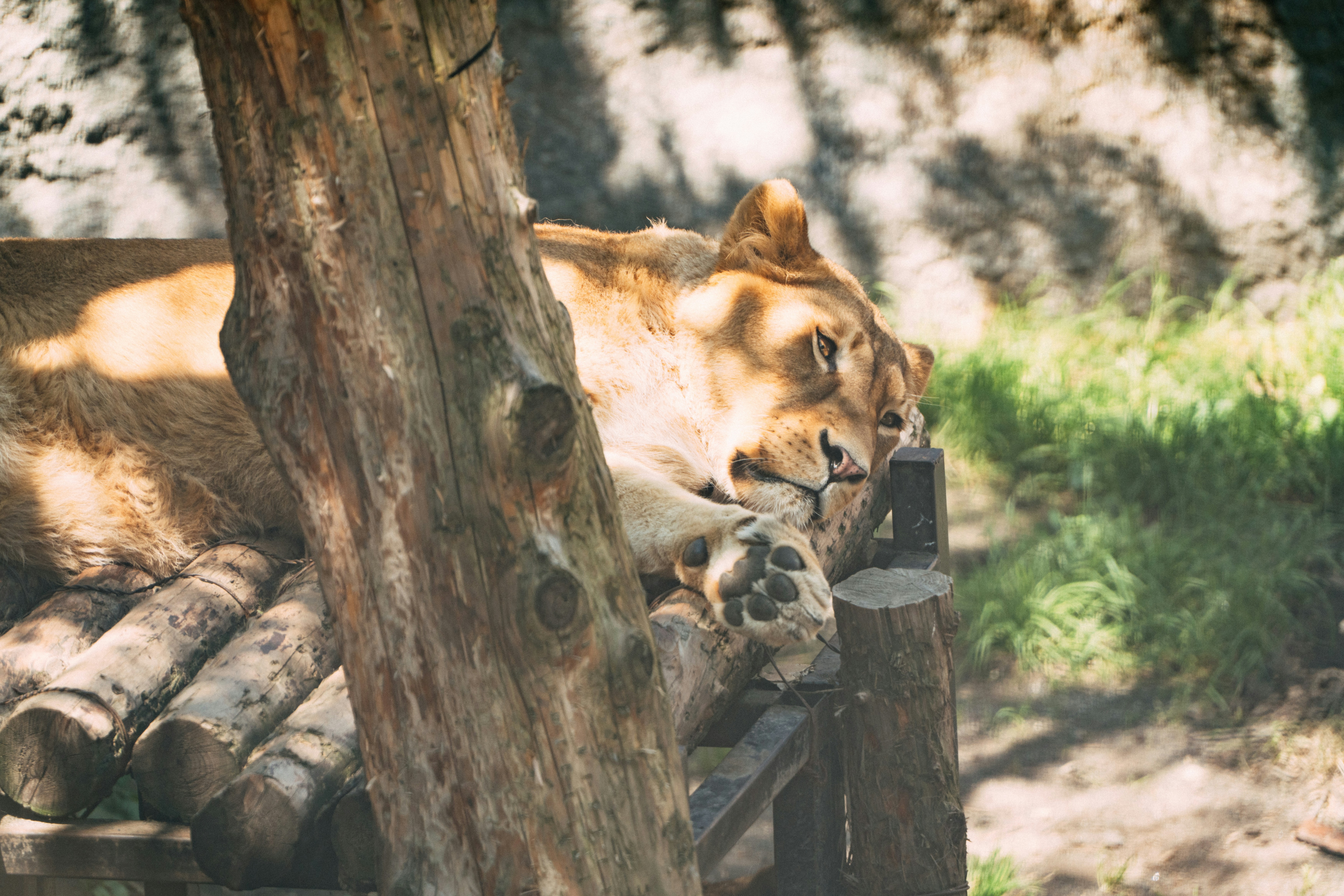 Lioness at Rest: Sunlit Quiet in the Woods
