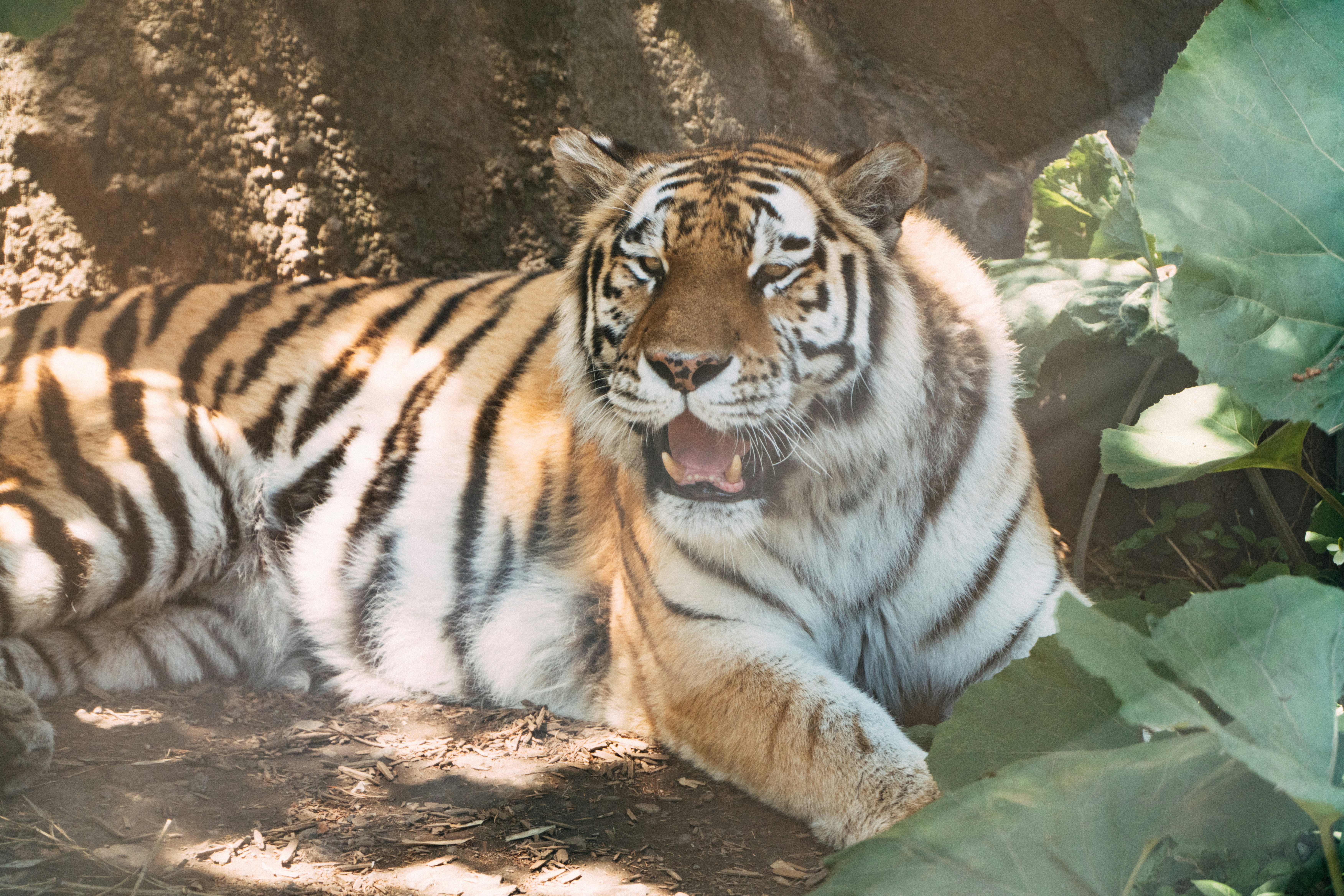 Tiger in dappled shade: a tranquil predator at rest