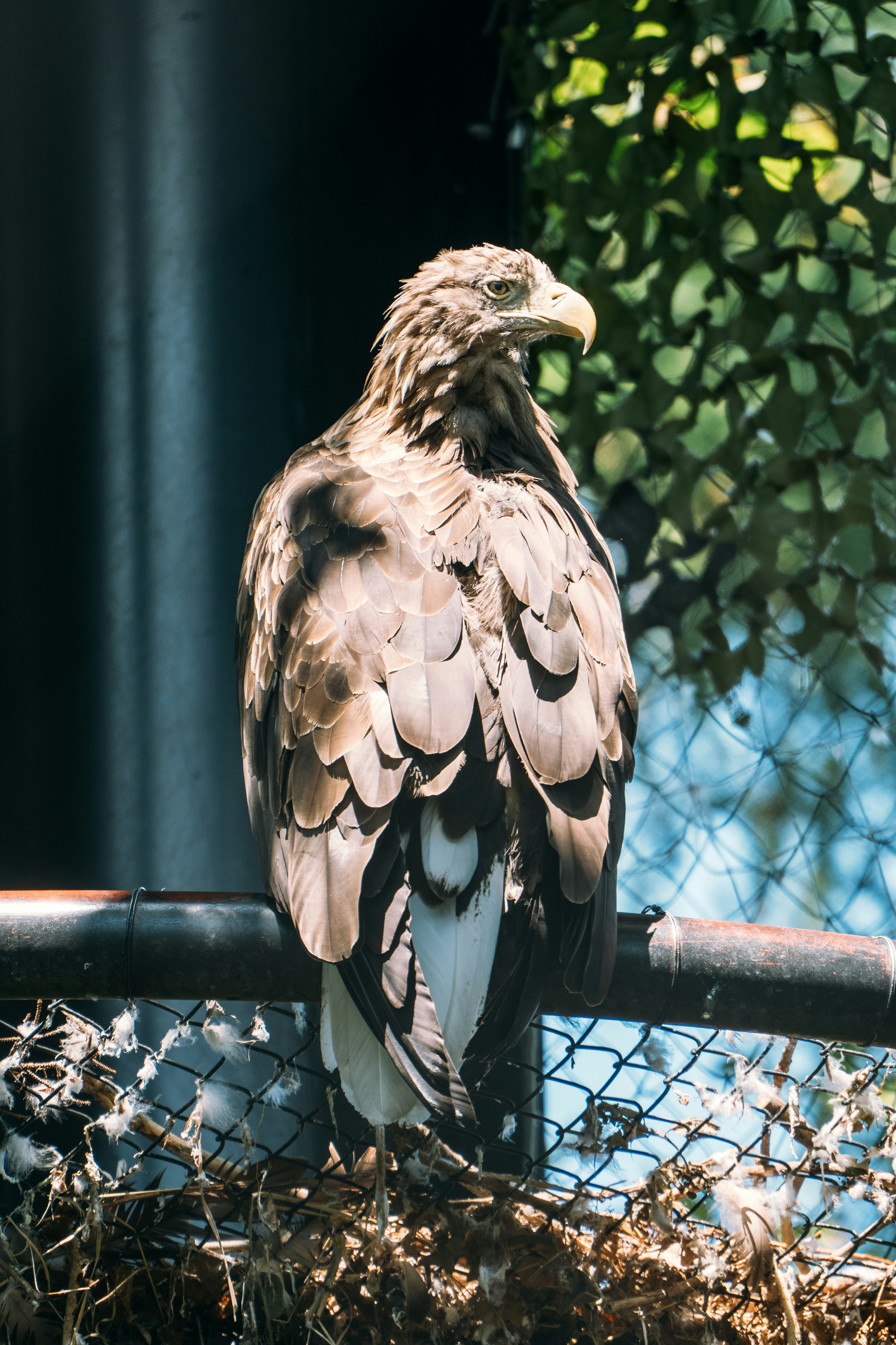 Raptor Perched: Stare of Steel Feathers Above the Fence