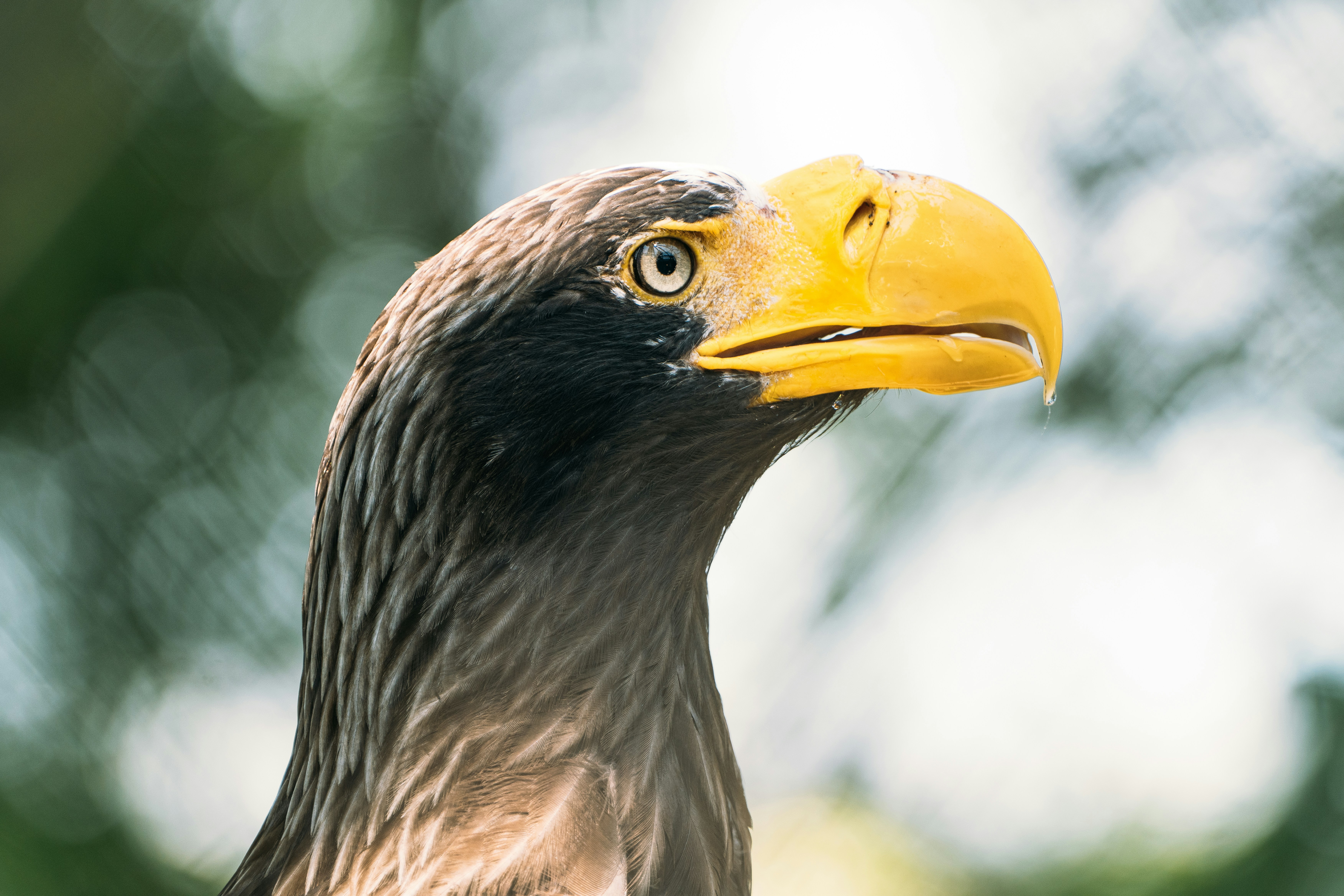 Crimson-eyed Sentinel: Close-up of a Bared-Beak Eagle