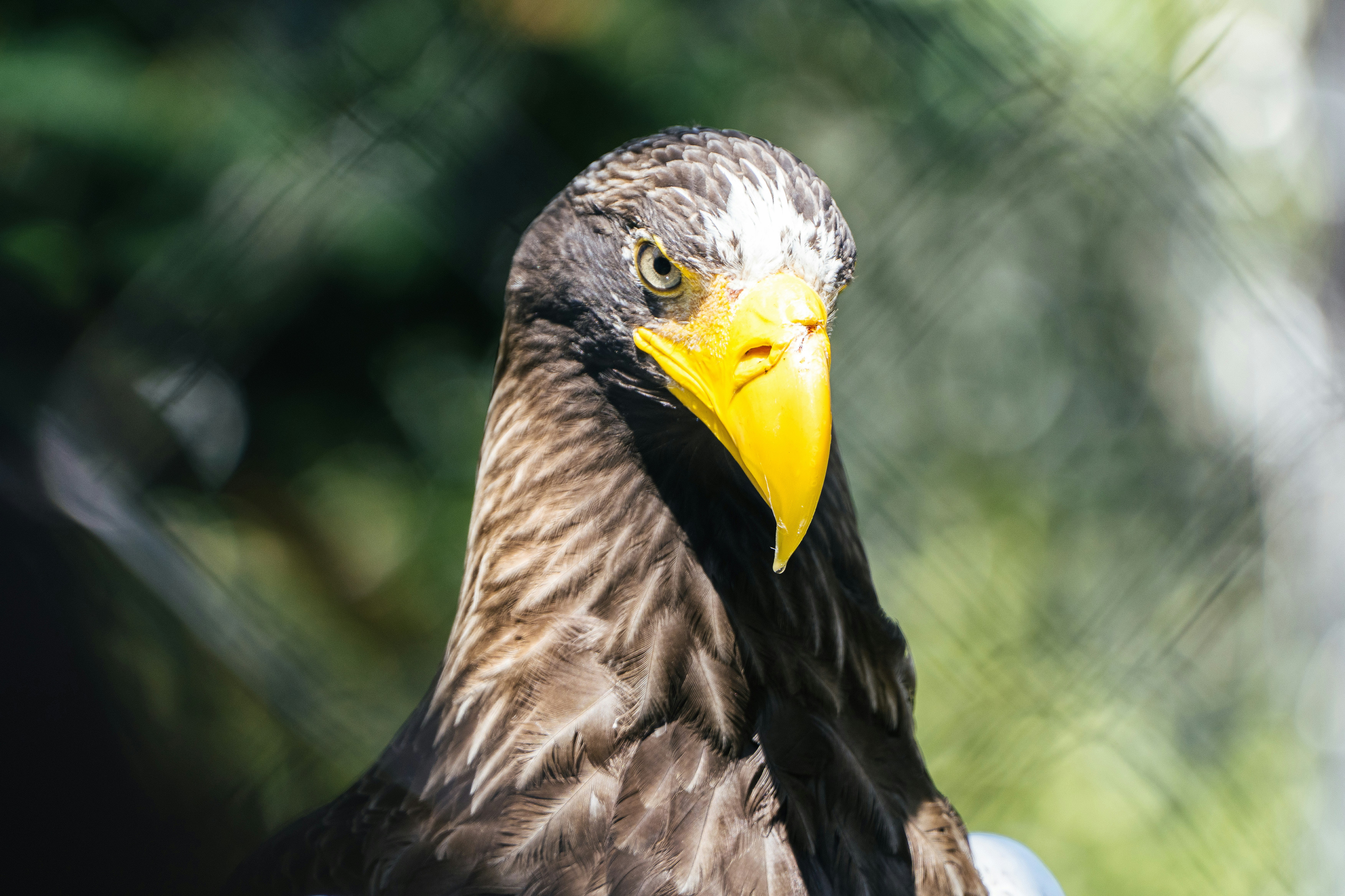 Golden-eyed Raptor Gaze: A Close-Up to the Beak