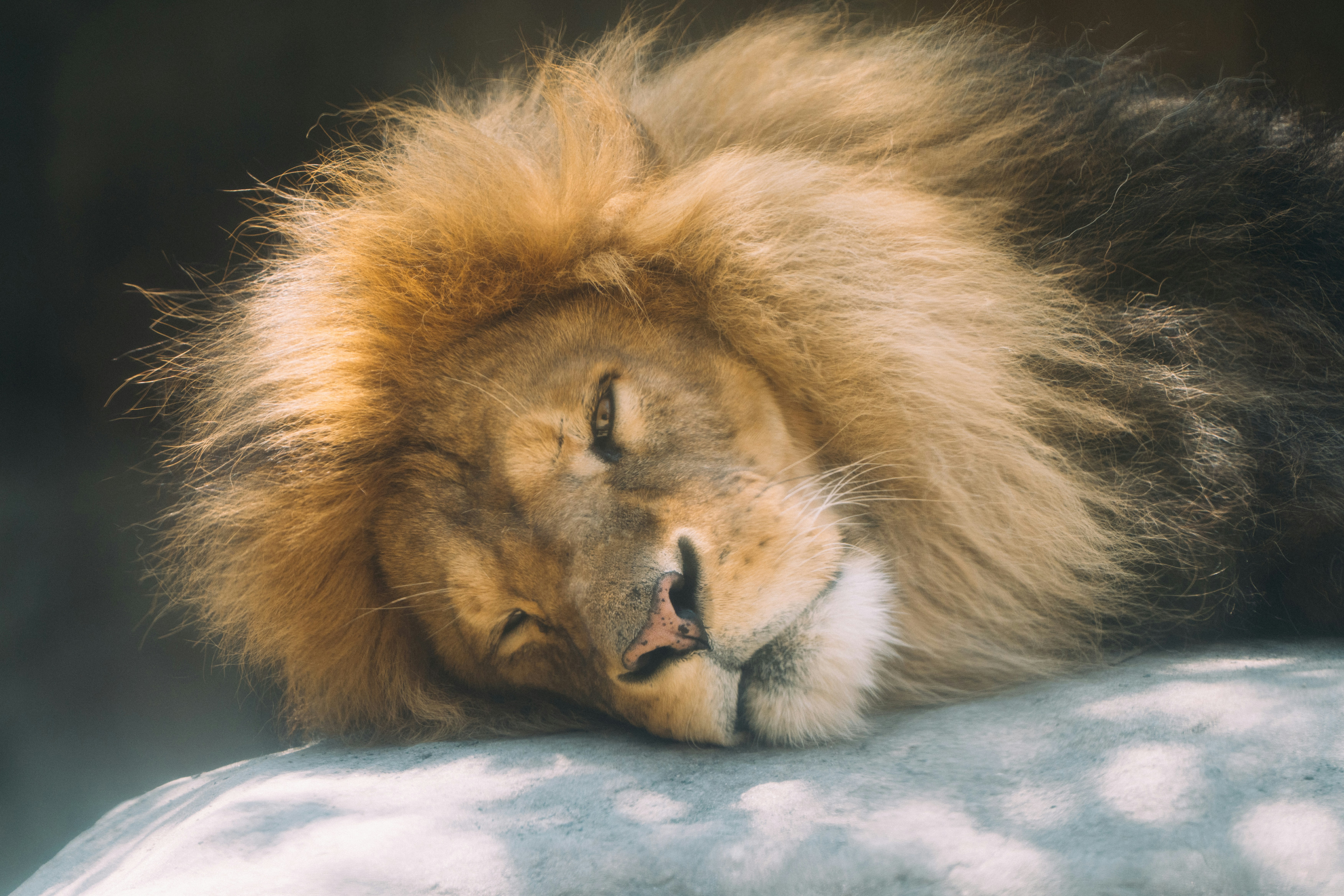 Prone Majesty: A Lion Lulled by the Afternoon Light