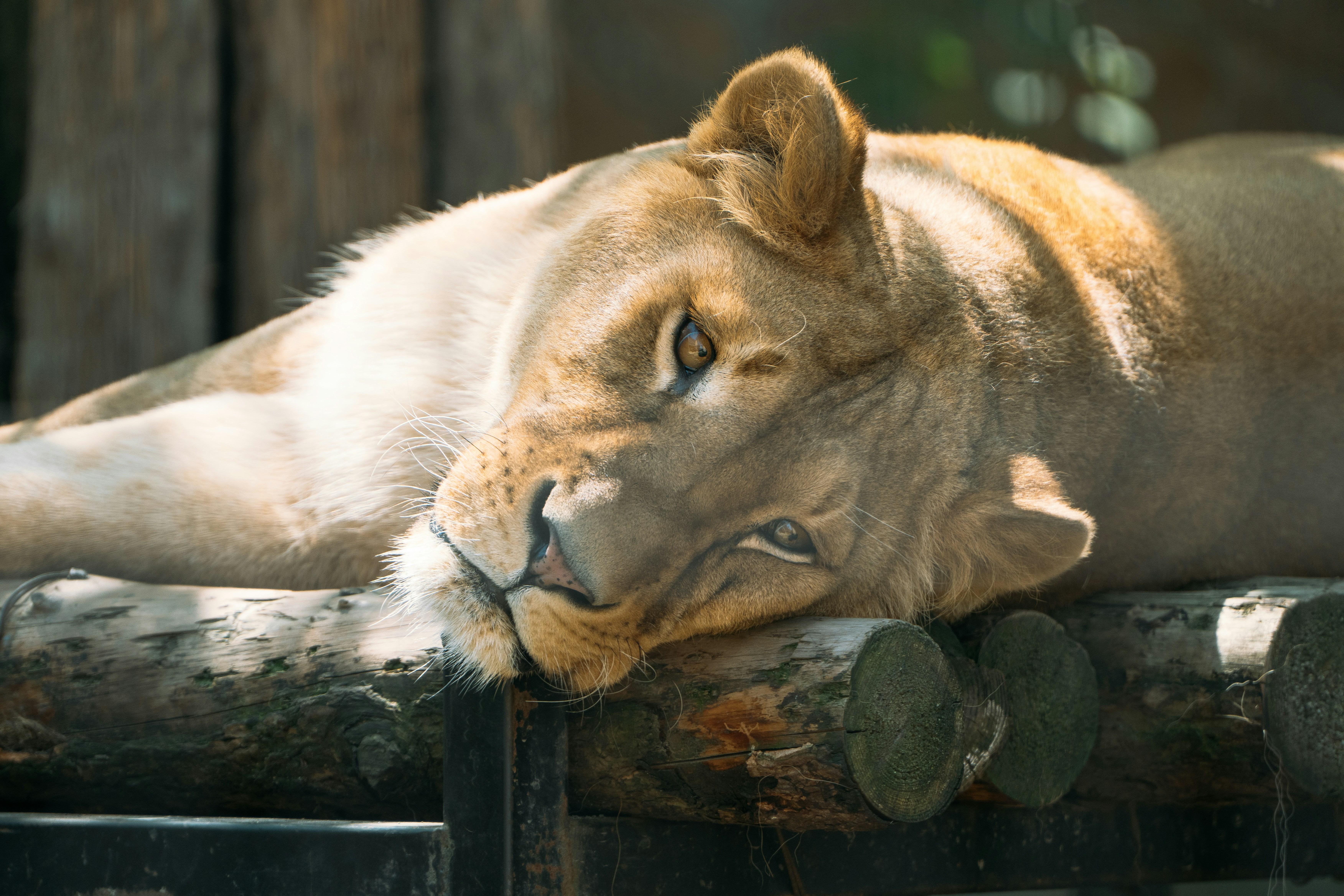 Resting Grace: A lioness draped over wooden logs in dappled shade