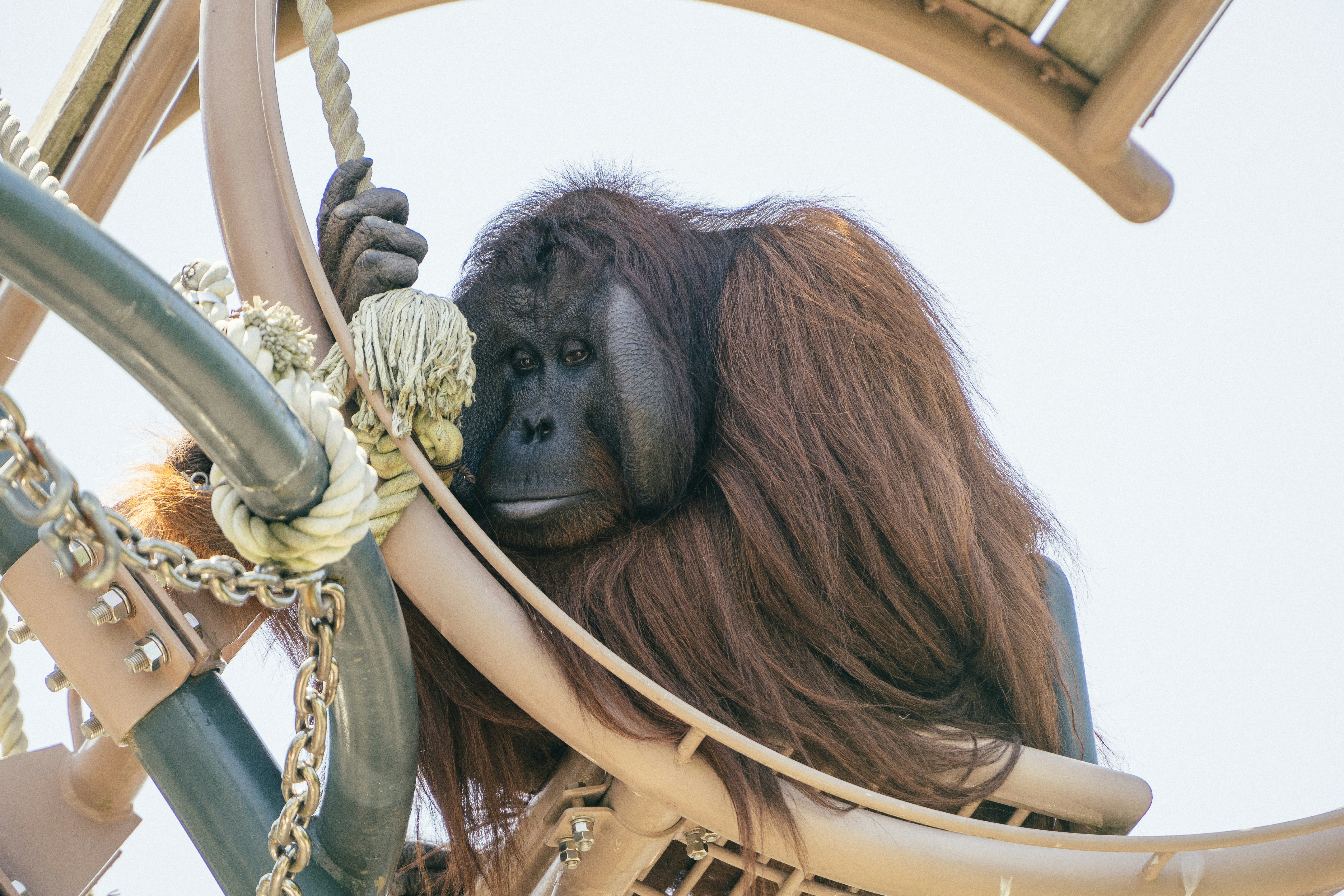 Orangutan Amid the Mechanical Tangles: A Quiet Gaze Among Steel and Ropes