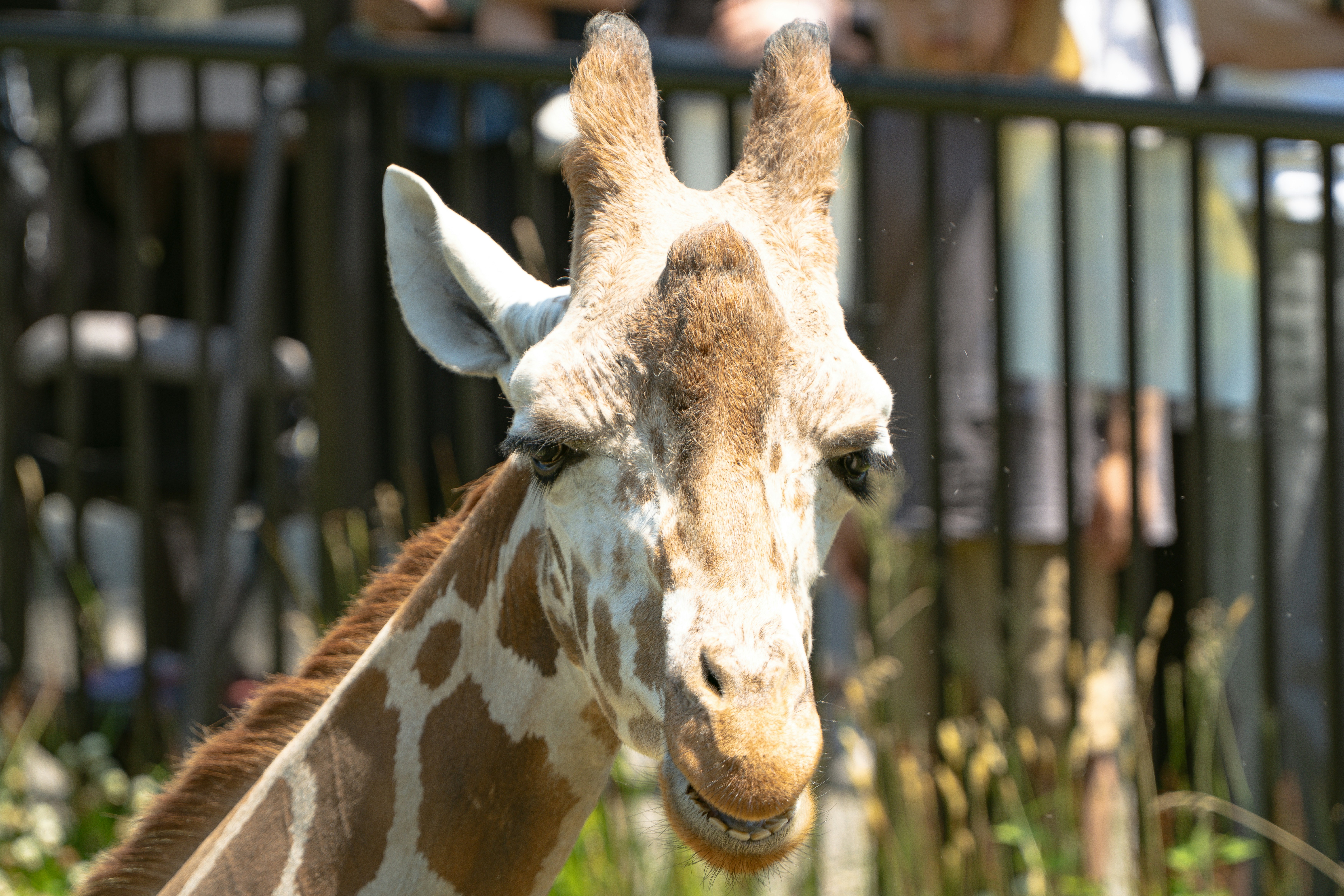 Giraffe Gaze Through the Fence