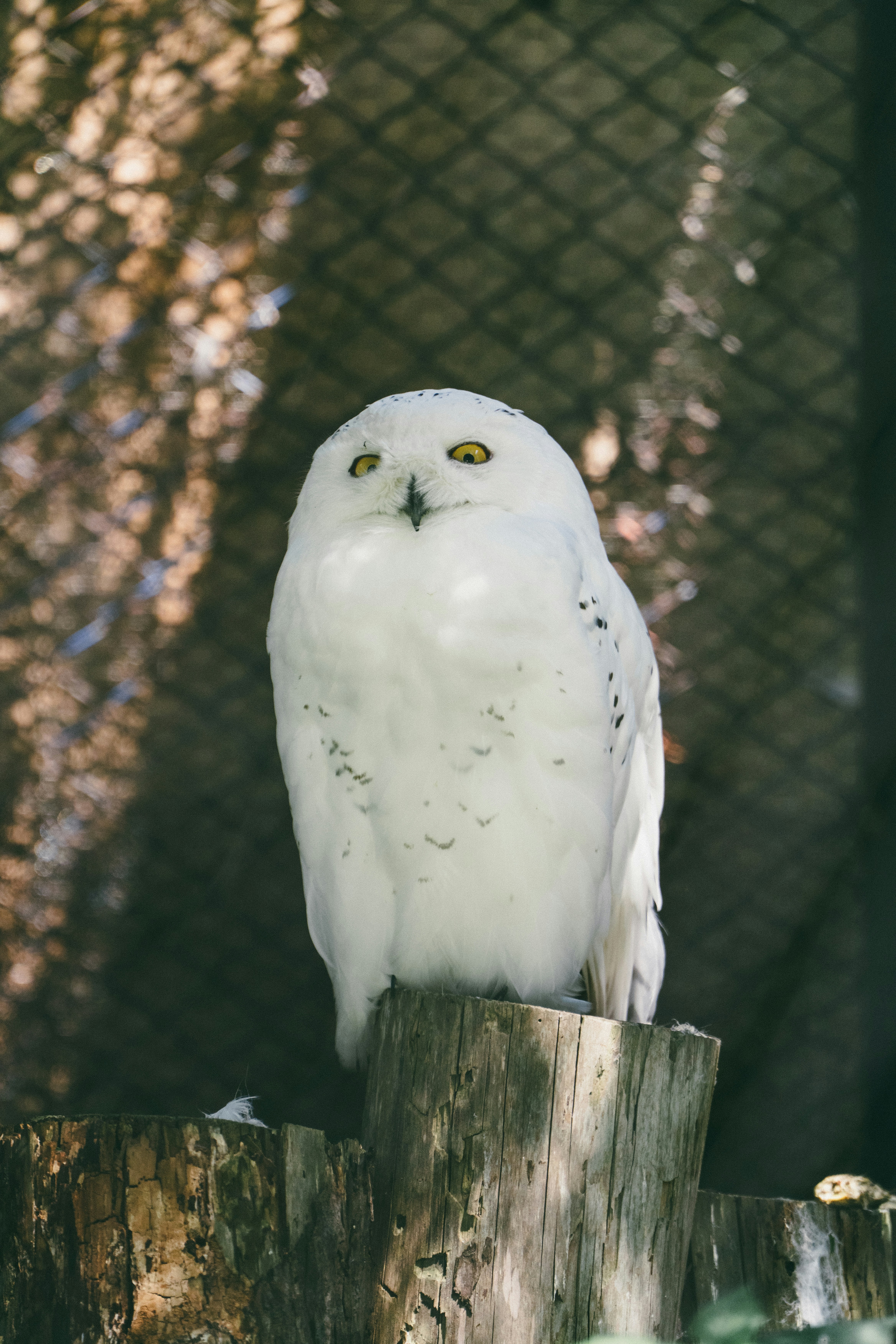 Snowy Owl Sentinel perching on weathered stump