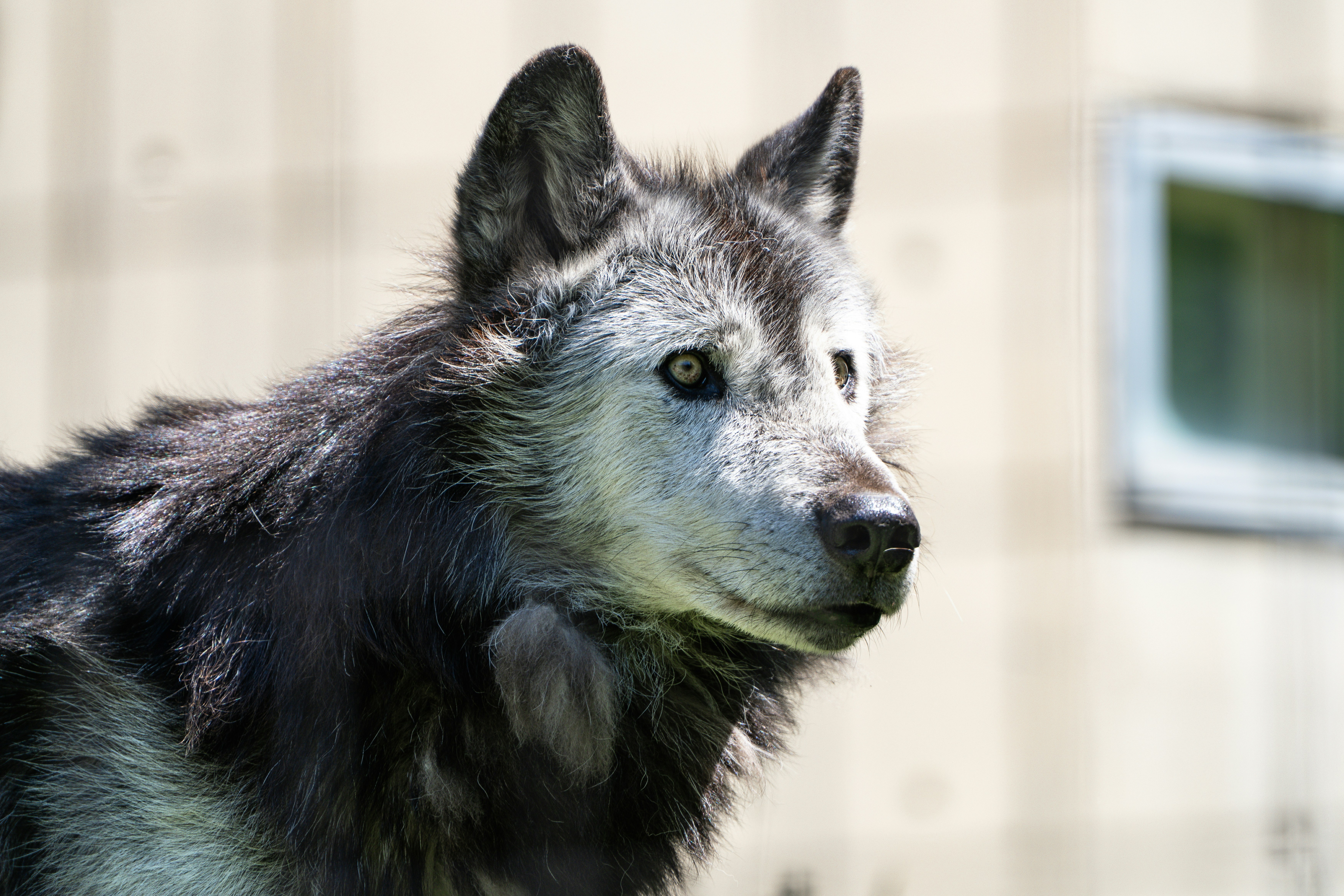 Close-up of a gray wolf with a weathered coat, gazing into the distance against a soft, out-of-focus urban background; a natural portrait with a hint of human surroundings.