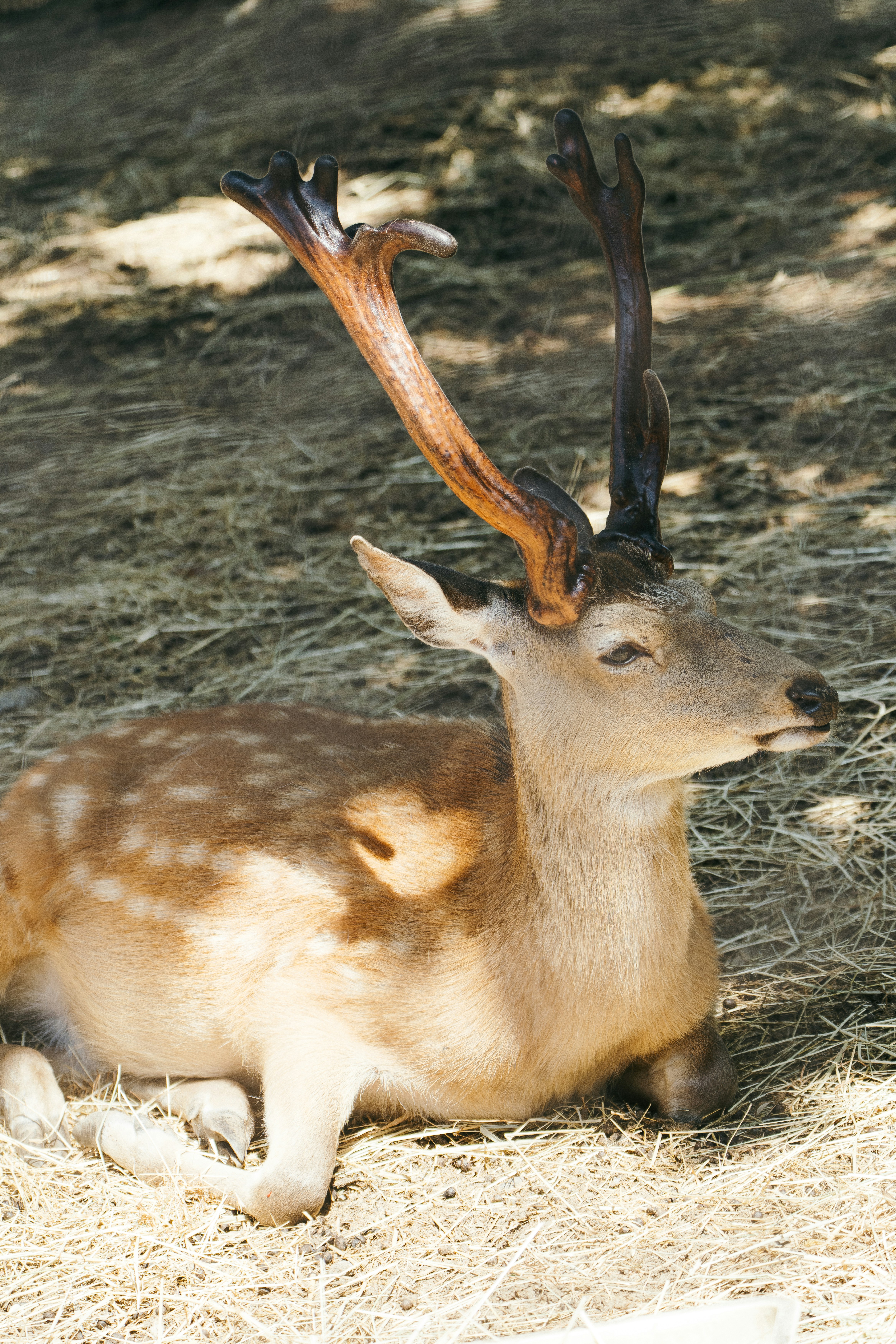 Resting Stag in Dappled Shade