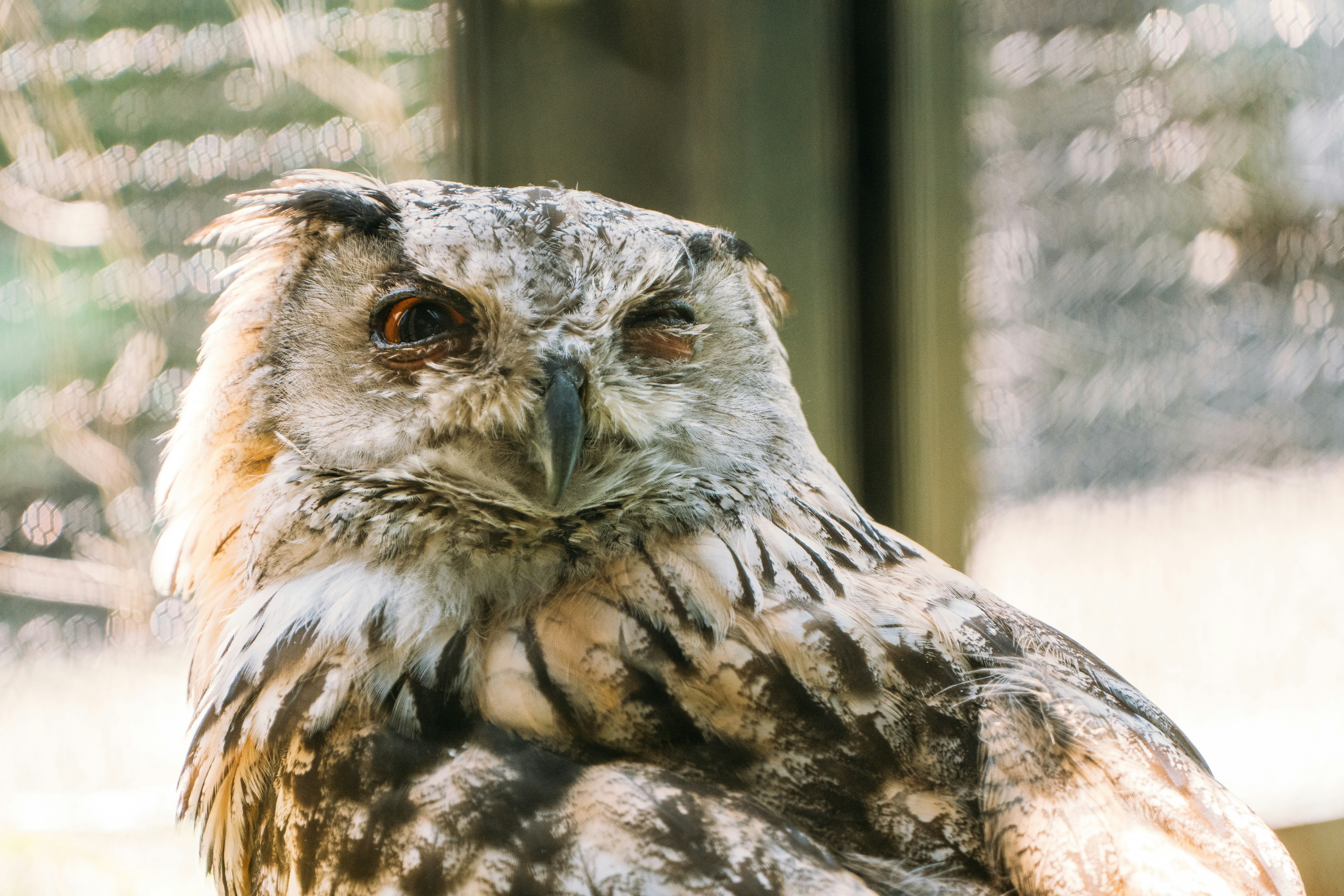 Glance of the Wise: Close-up Portrait of a Chill Owl