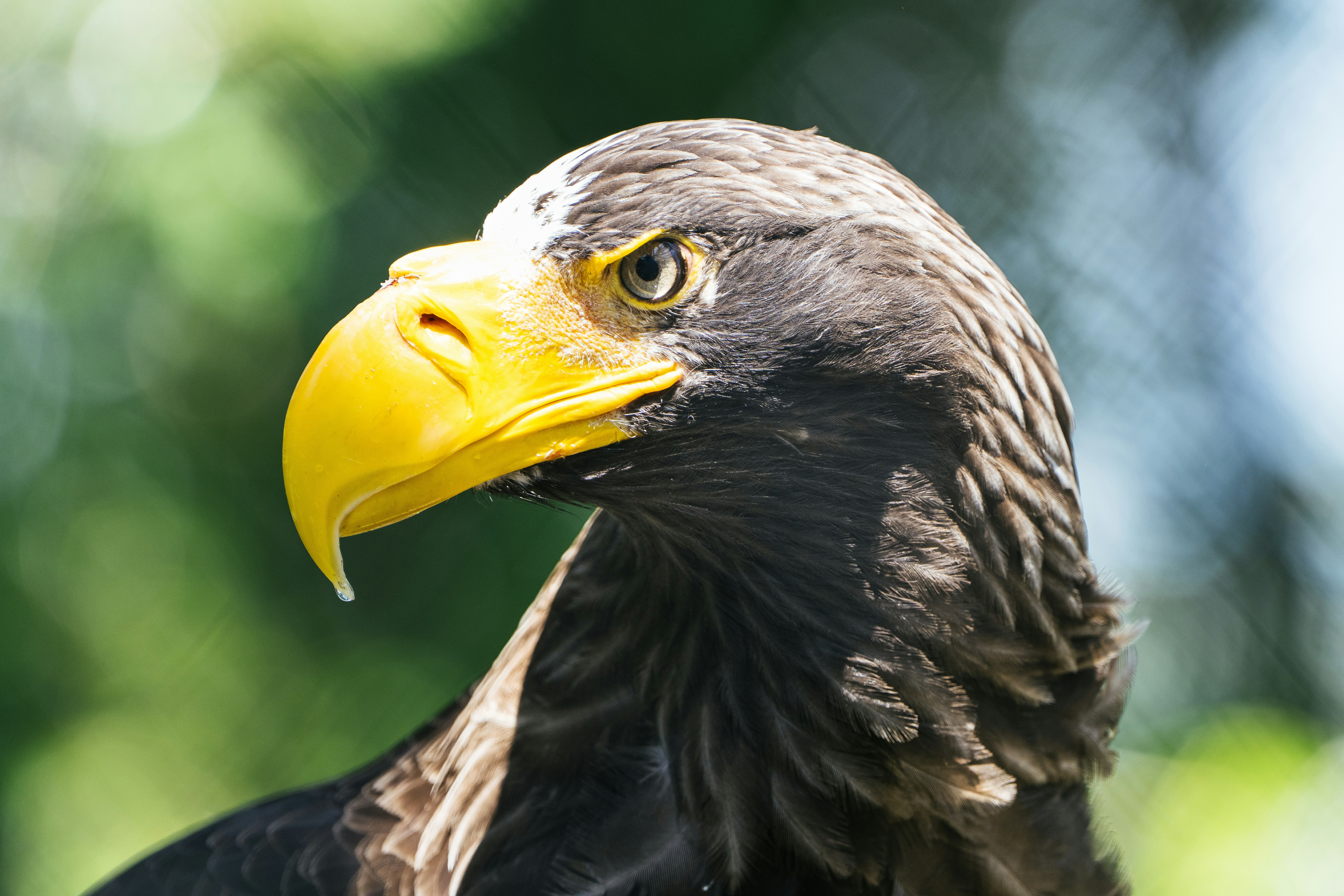 Majestic Beak in Focus: Profile Portrait of a Steller Eagle