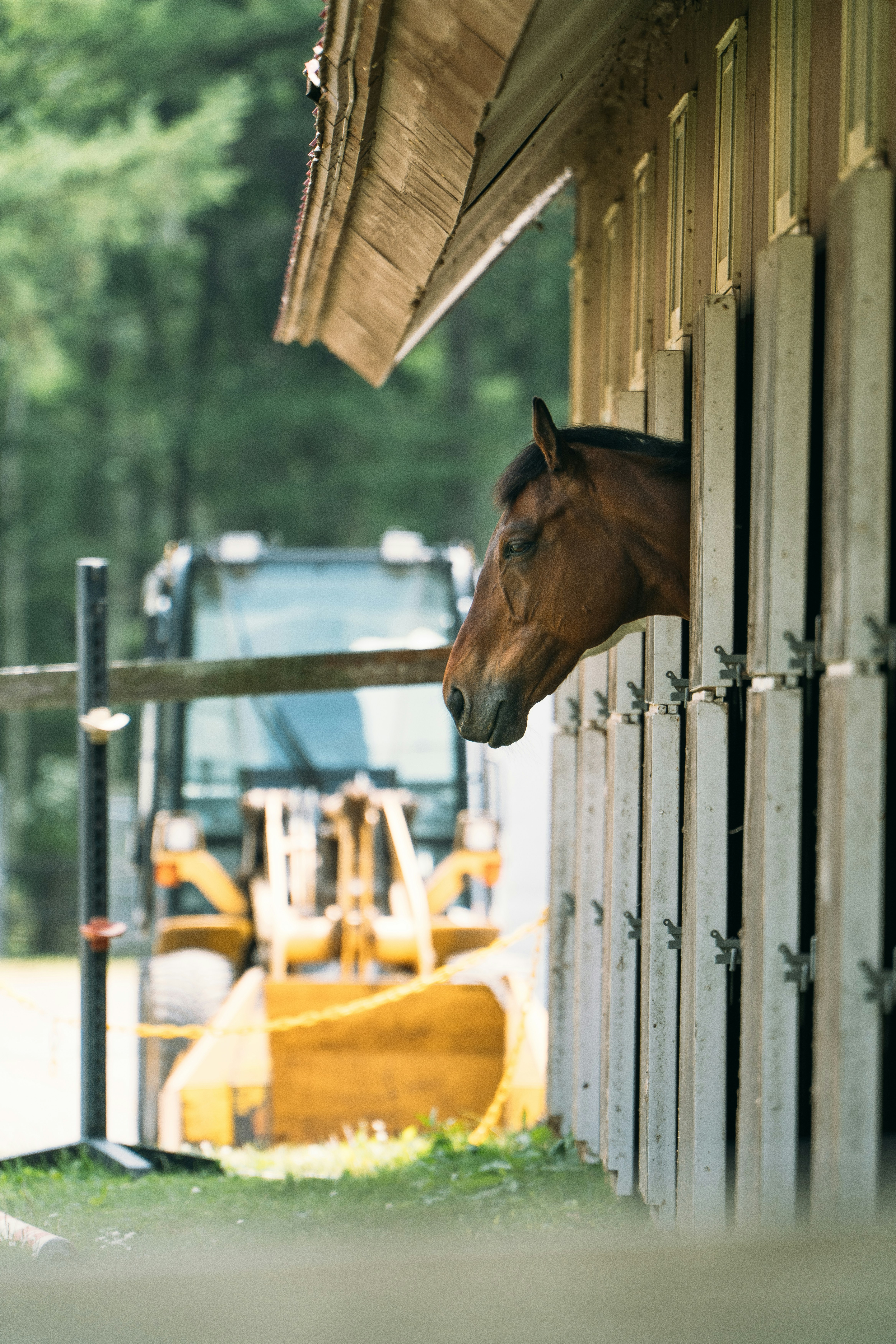 Half-hidden Gaze: A Horse Peers from the Stable