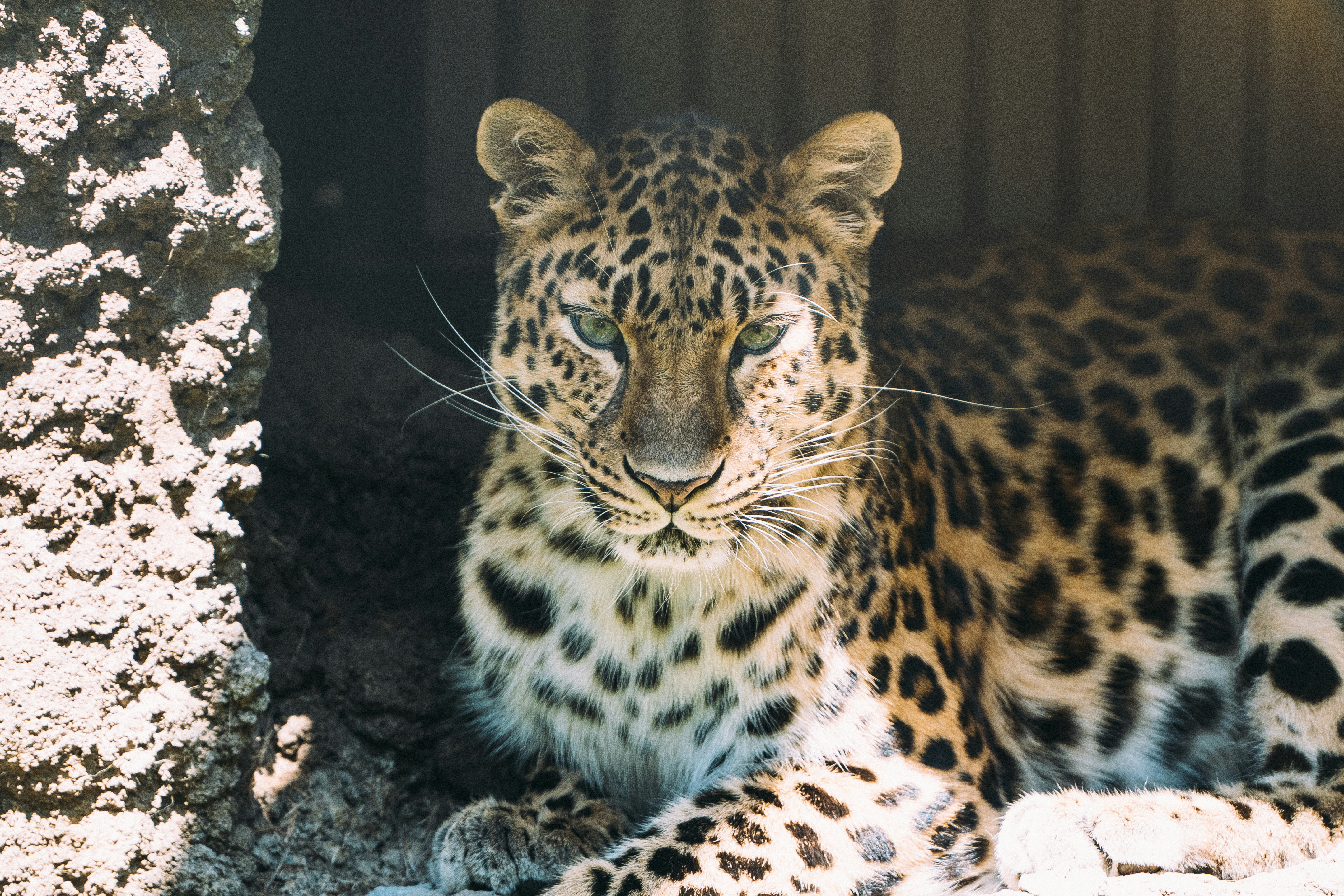 Leopard Resting in Dappled Shade, Gaze Locked on the Viewer