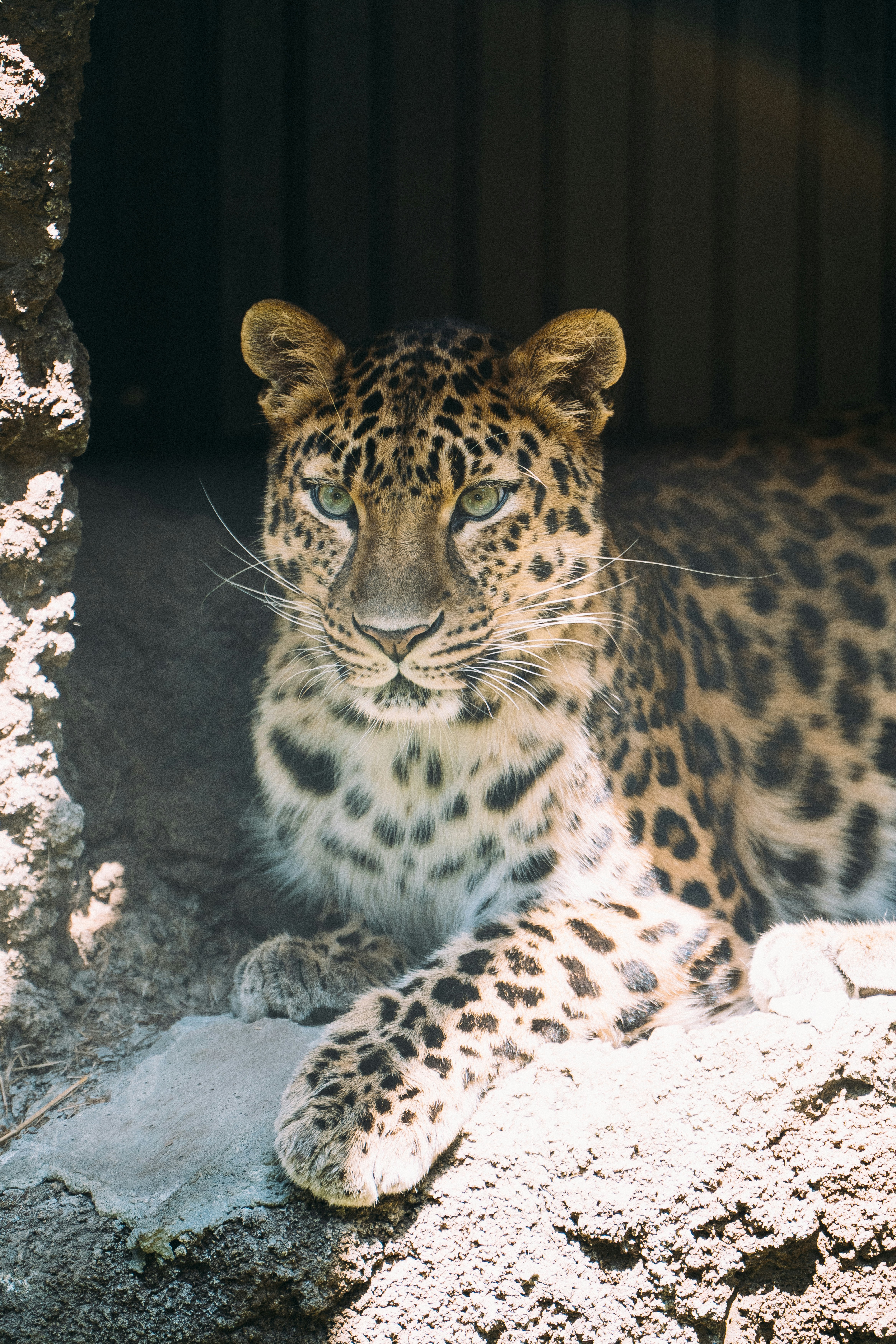 Leopard at Rest: Focused Gaze from the Entrance of the Shade