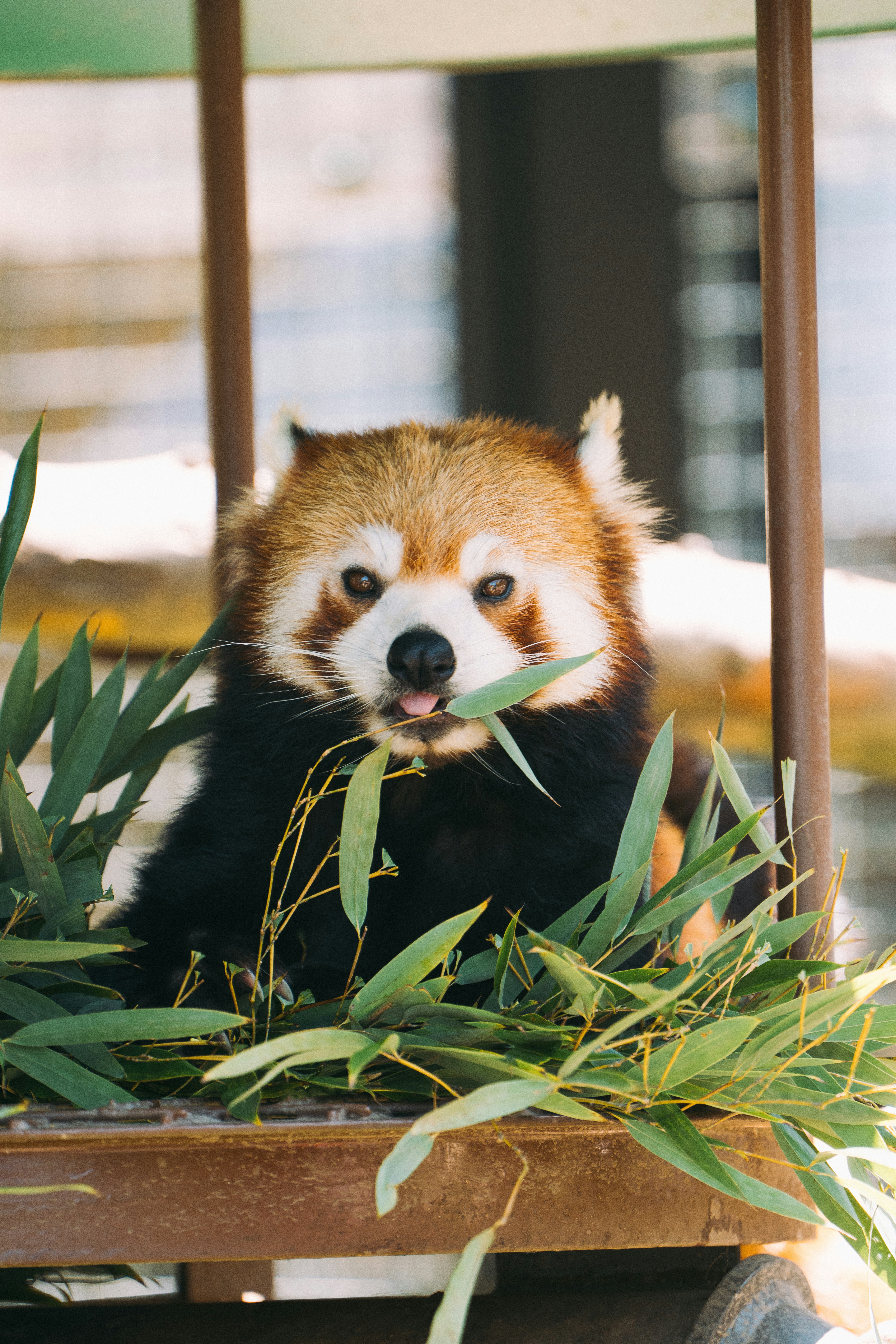 Red Panda among bamboo: a close-up through a rustic enclosure