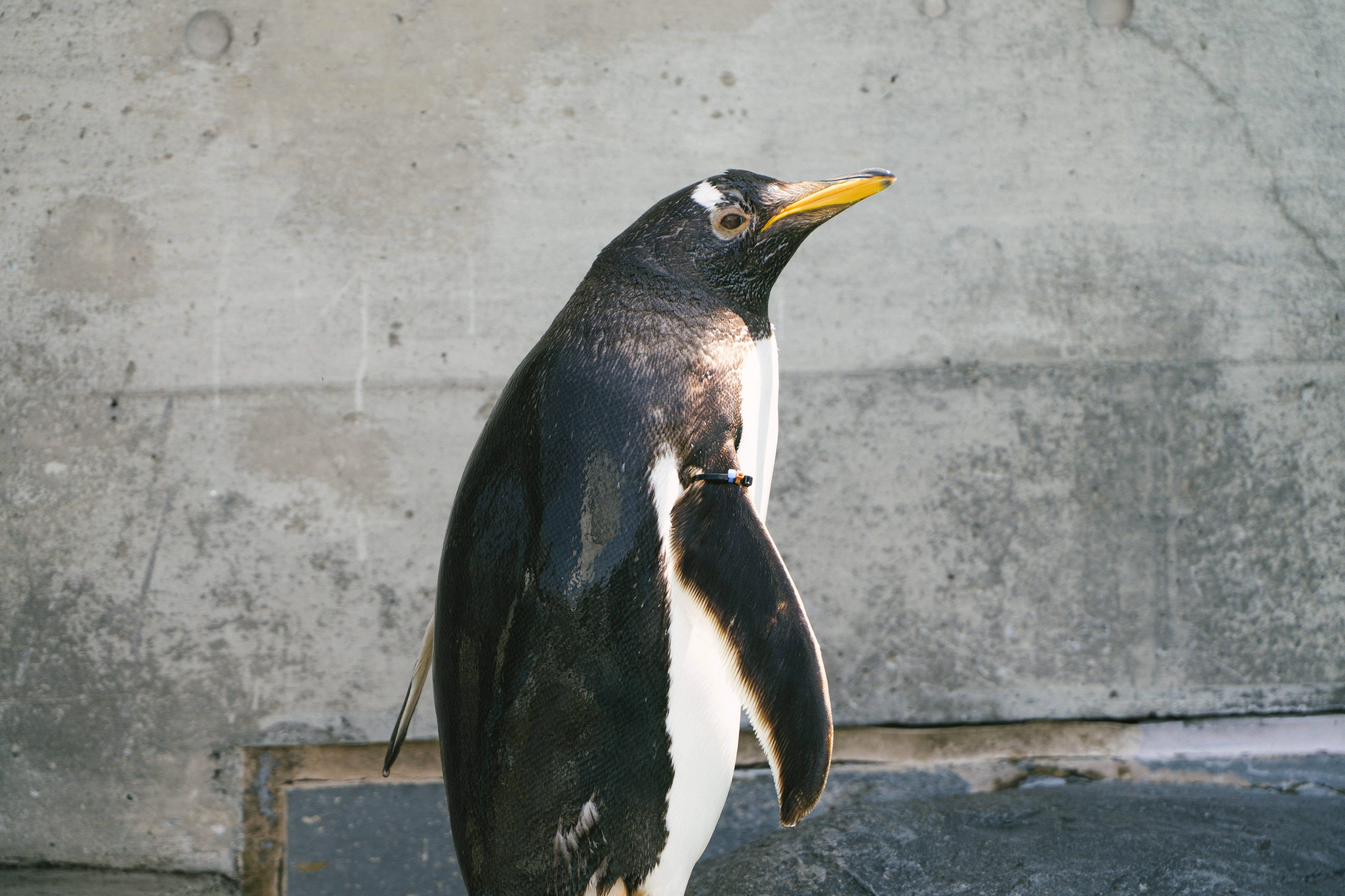 Portrait of a penguin against a concrete backdrop