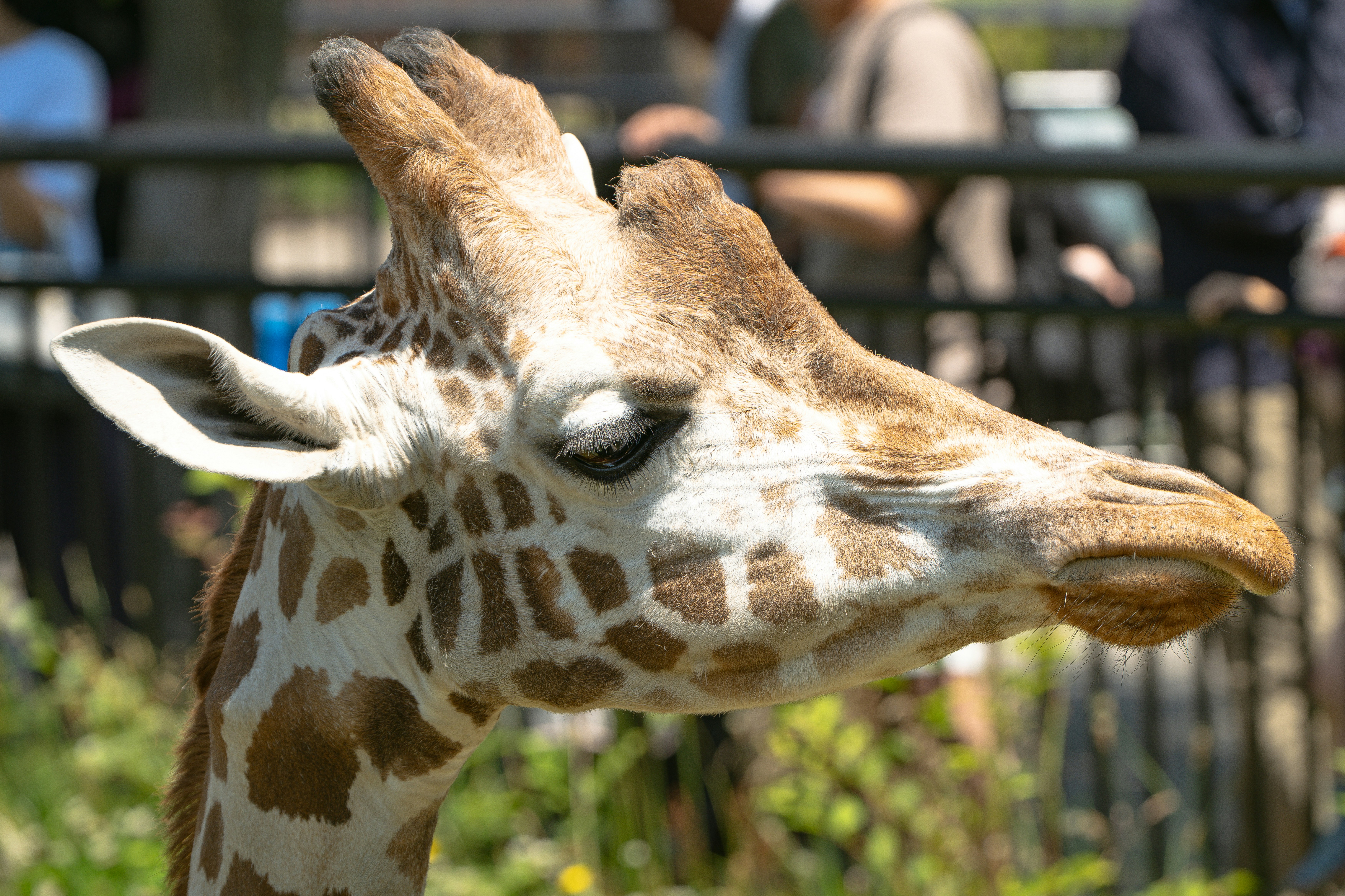 Giraffe in profile: sunlit pattern and calm gaze over a fence