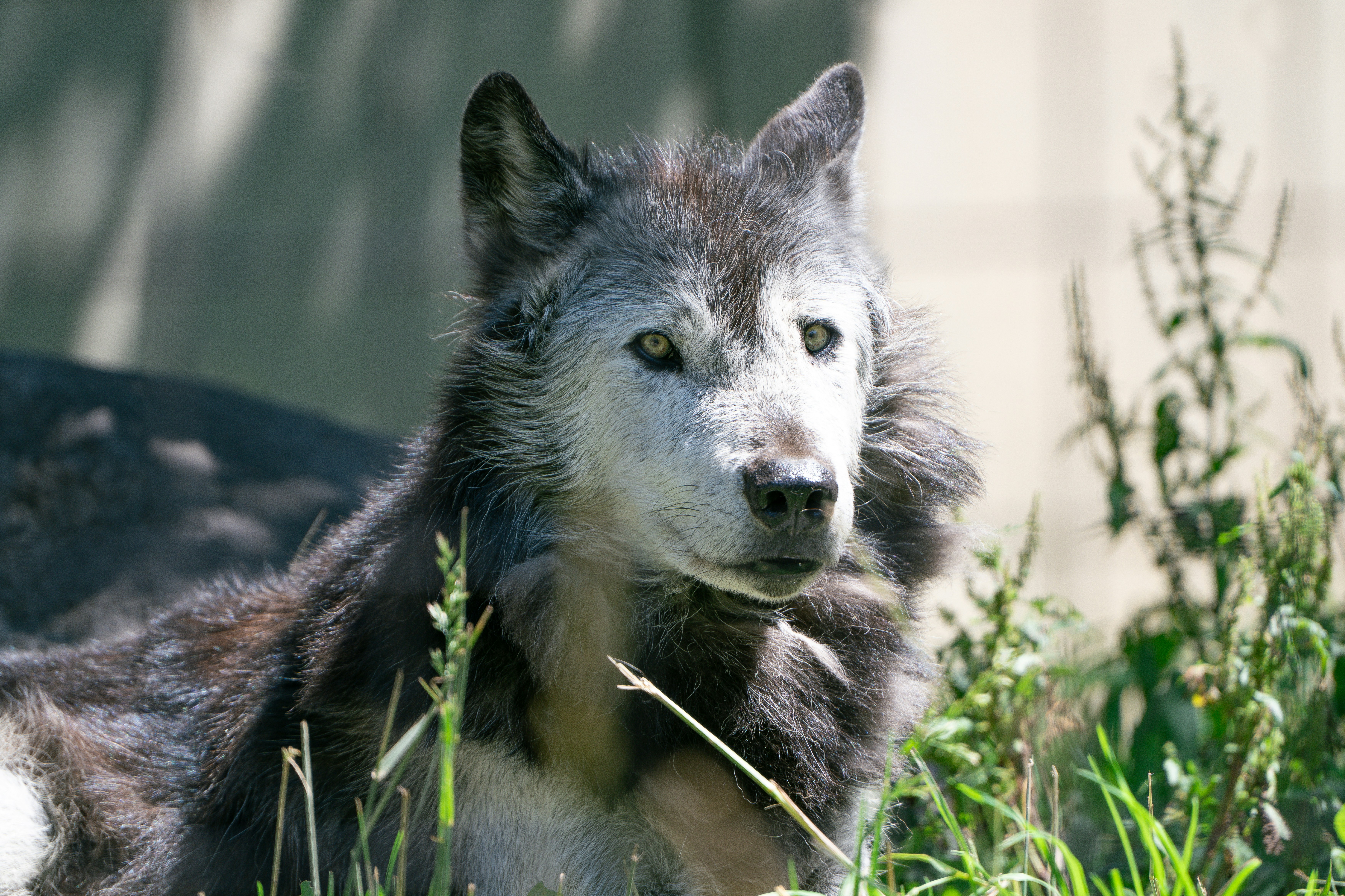Highland Guardian: A Watchful Wolf in Dappled Sunlight