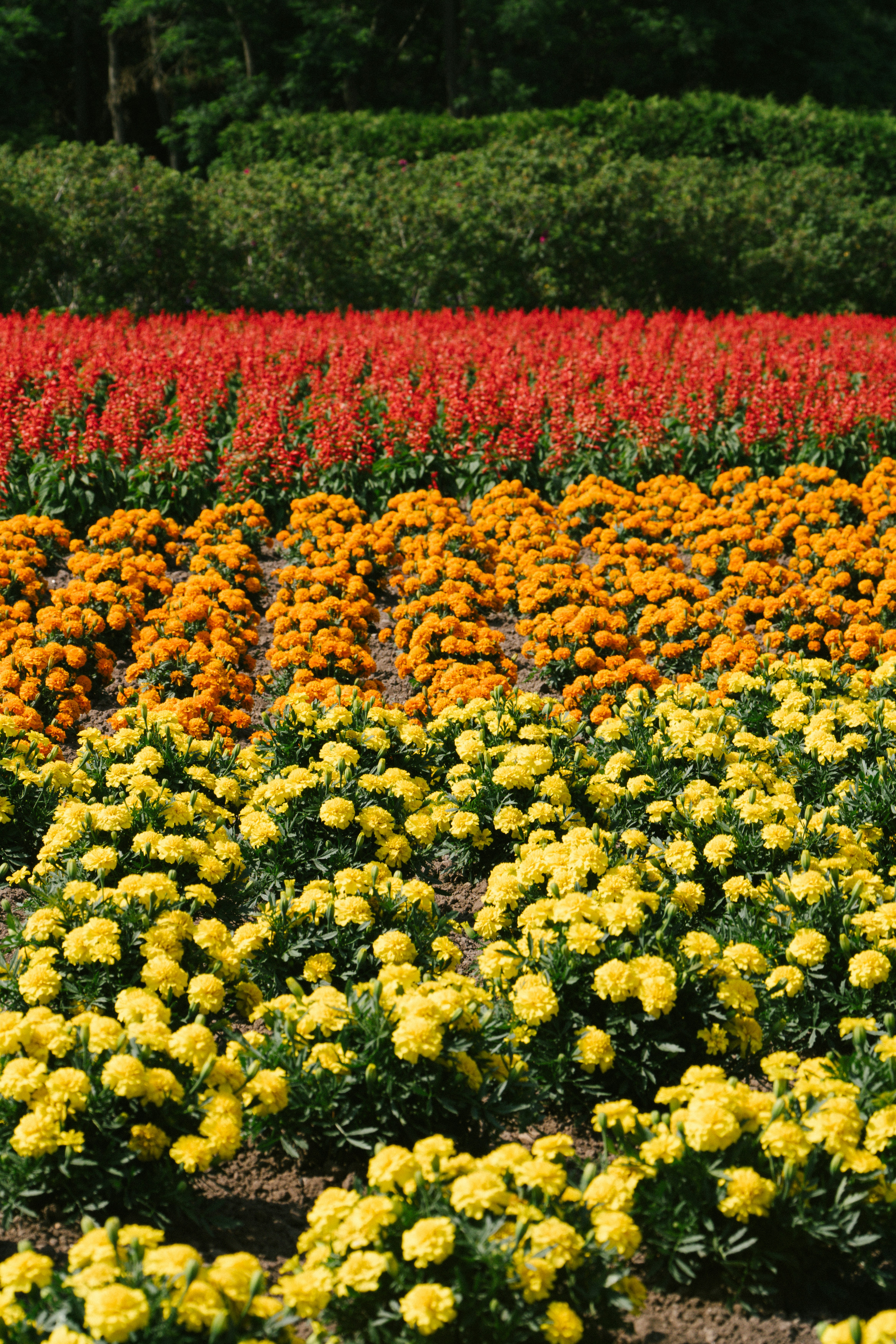 Sunlit Rows of Marigolds: Golden to Vermilion in a Garden Bed