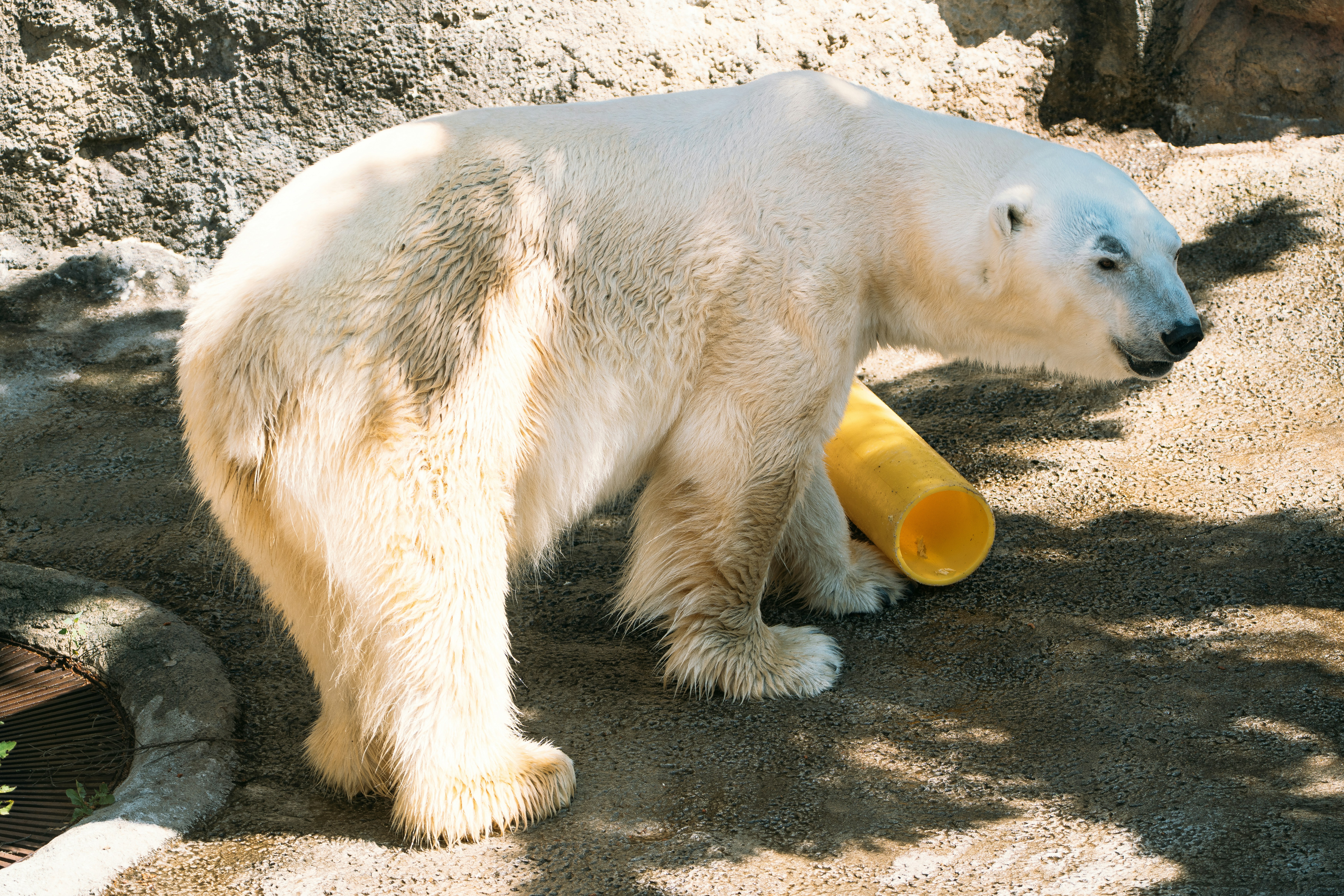 Polar Cub at the Sandy Exhibit