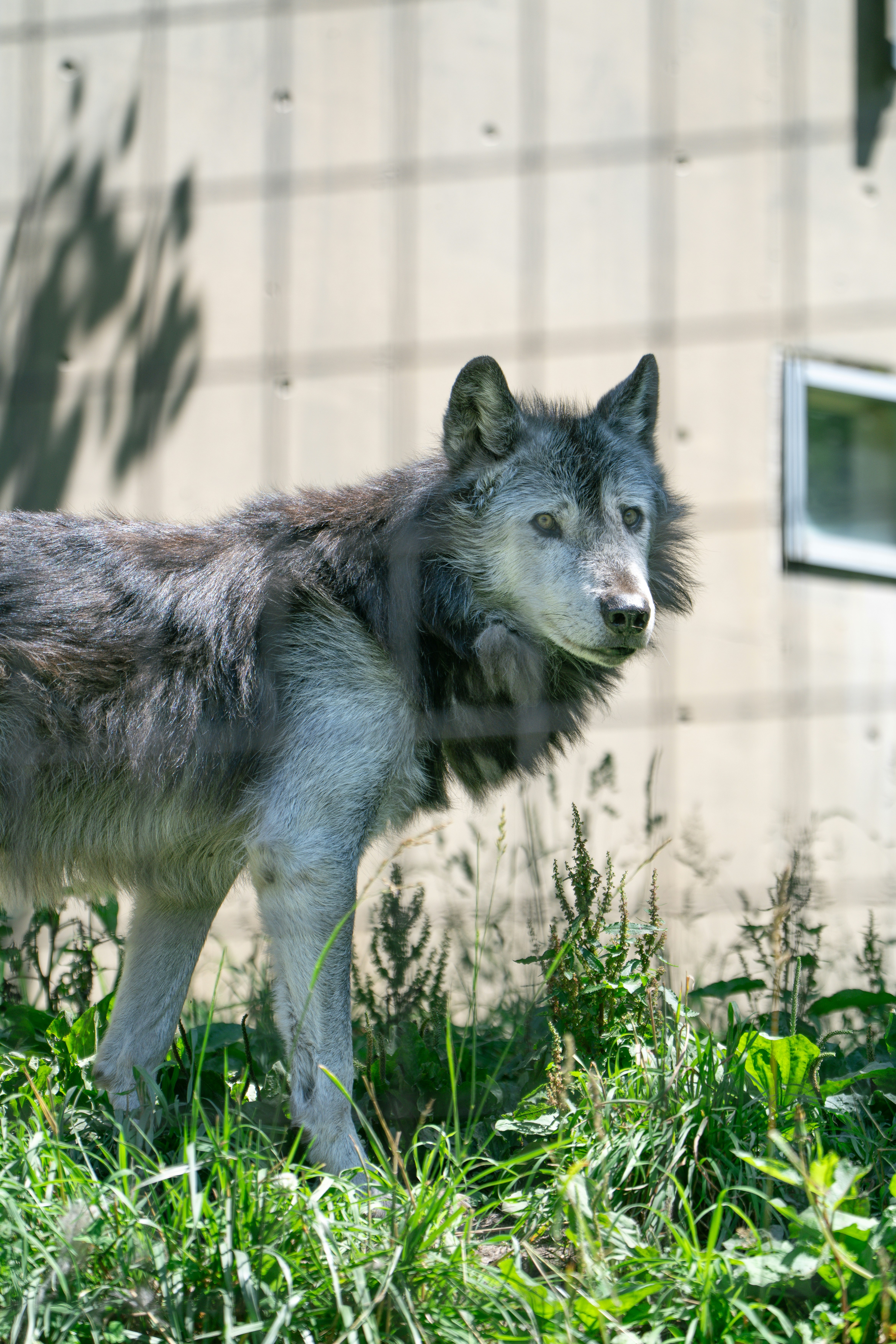Husky-Gray Timber Watcher in Morning Overgrowth
