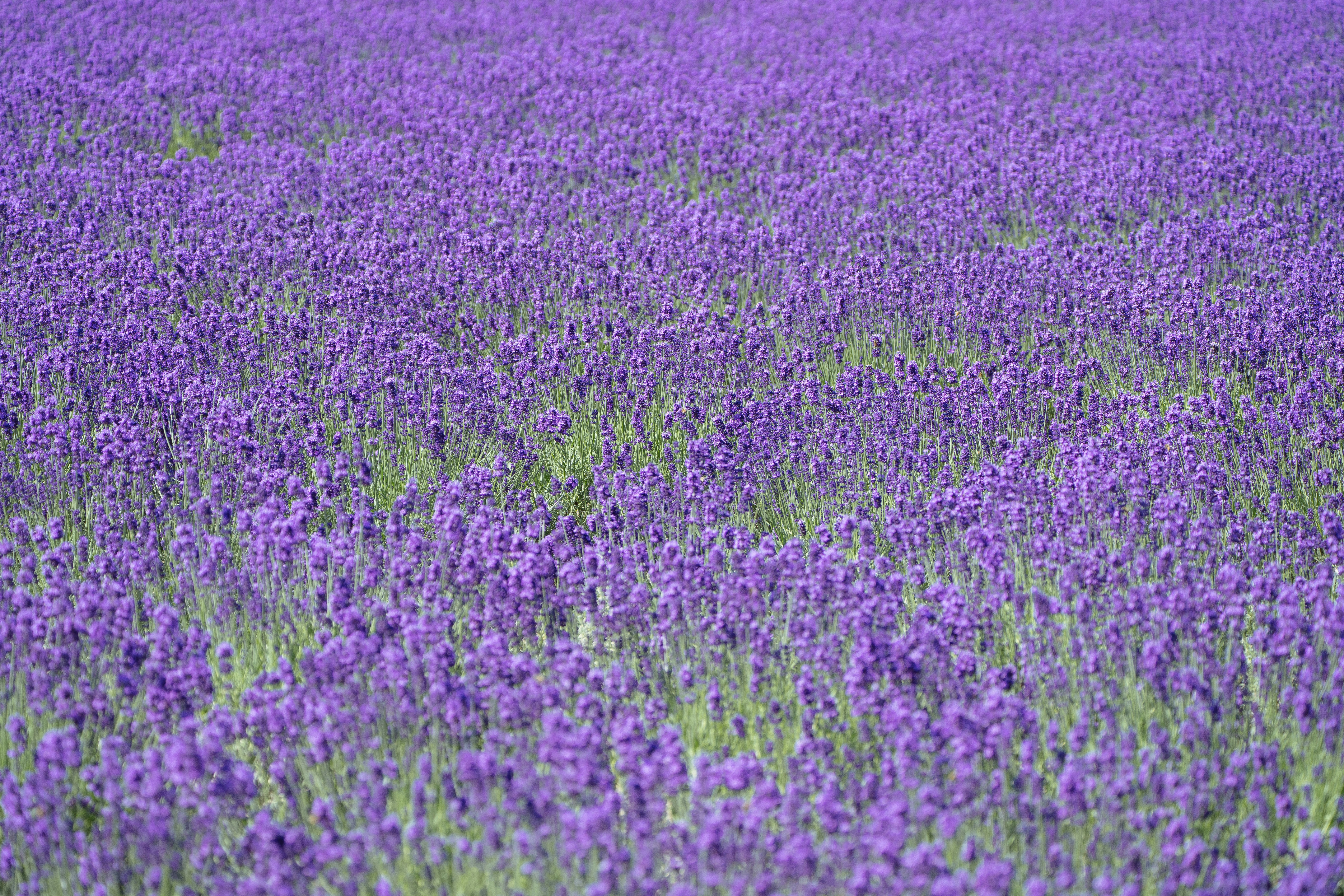 Lavender Sea: A Blooming Carpet of Purple at Dusk