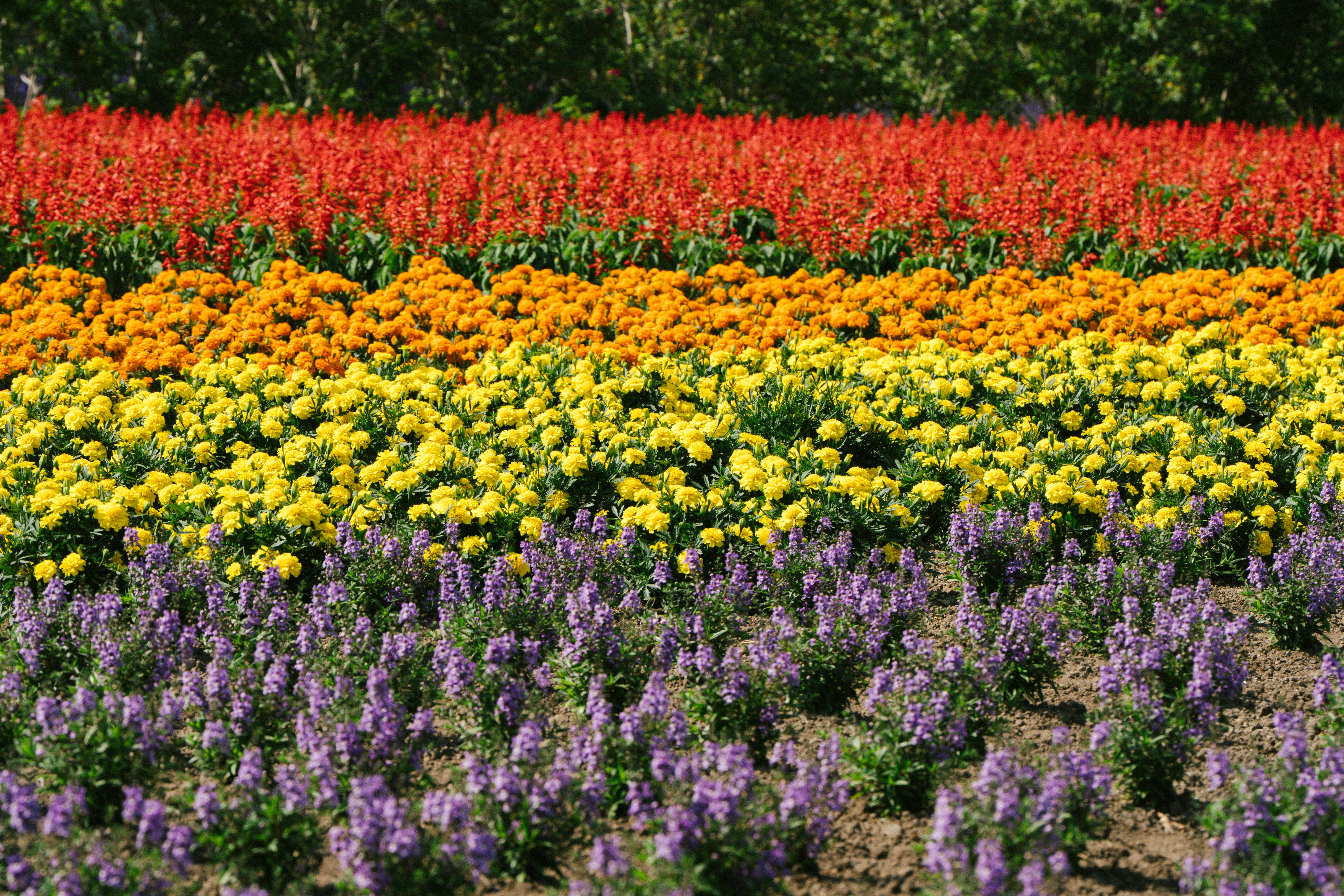 Ribbon of Color: Tulips in a Stained Field
