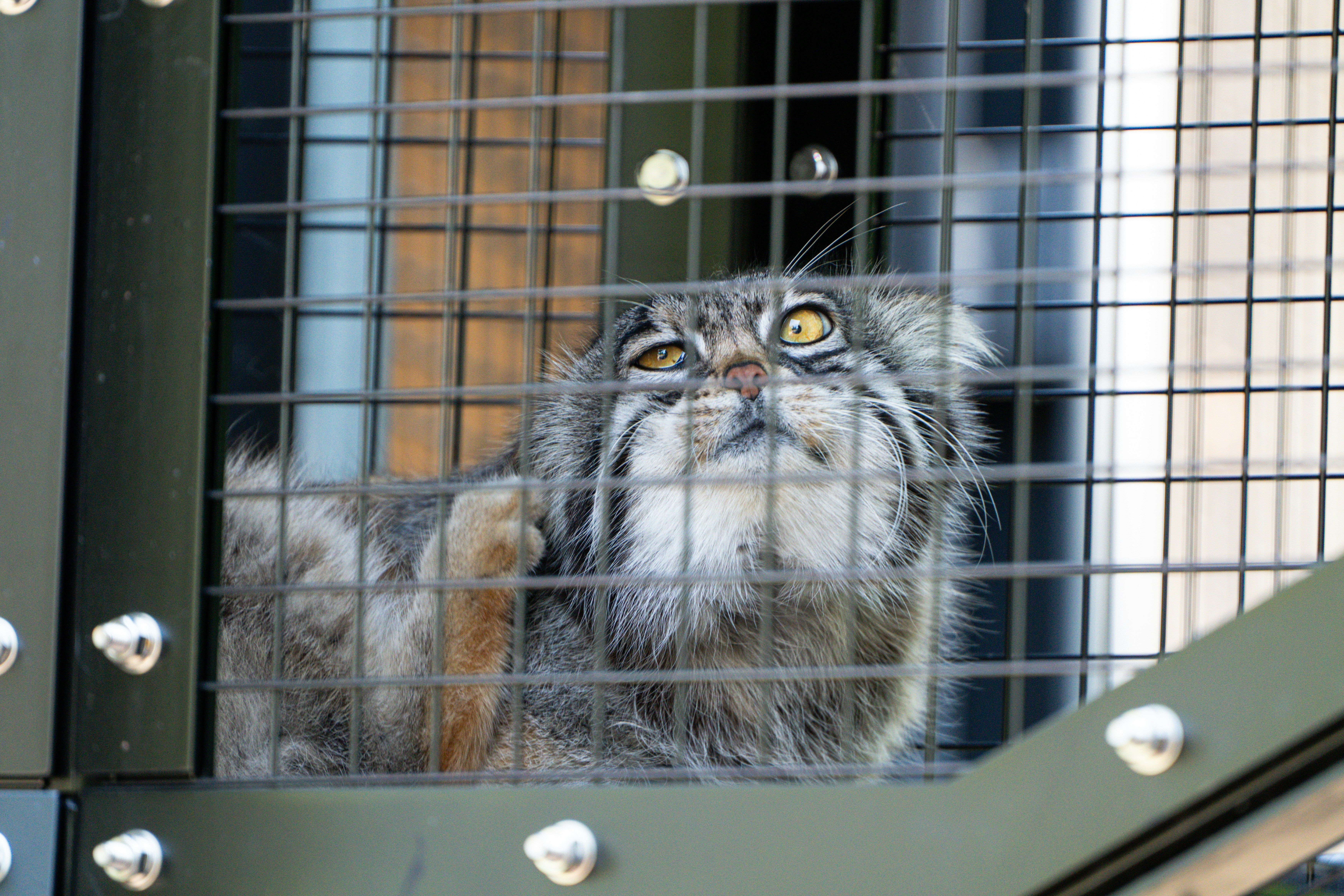 Curious Distress Behind Bars: A Cat’s Gaze Through The Grid