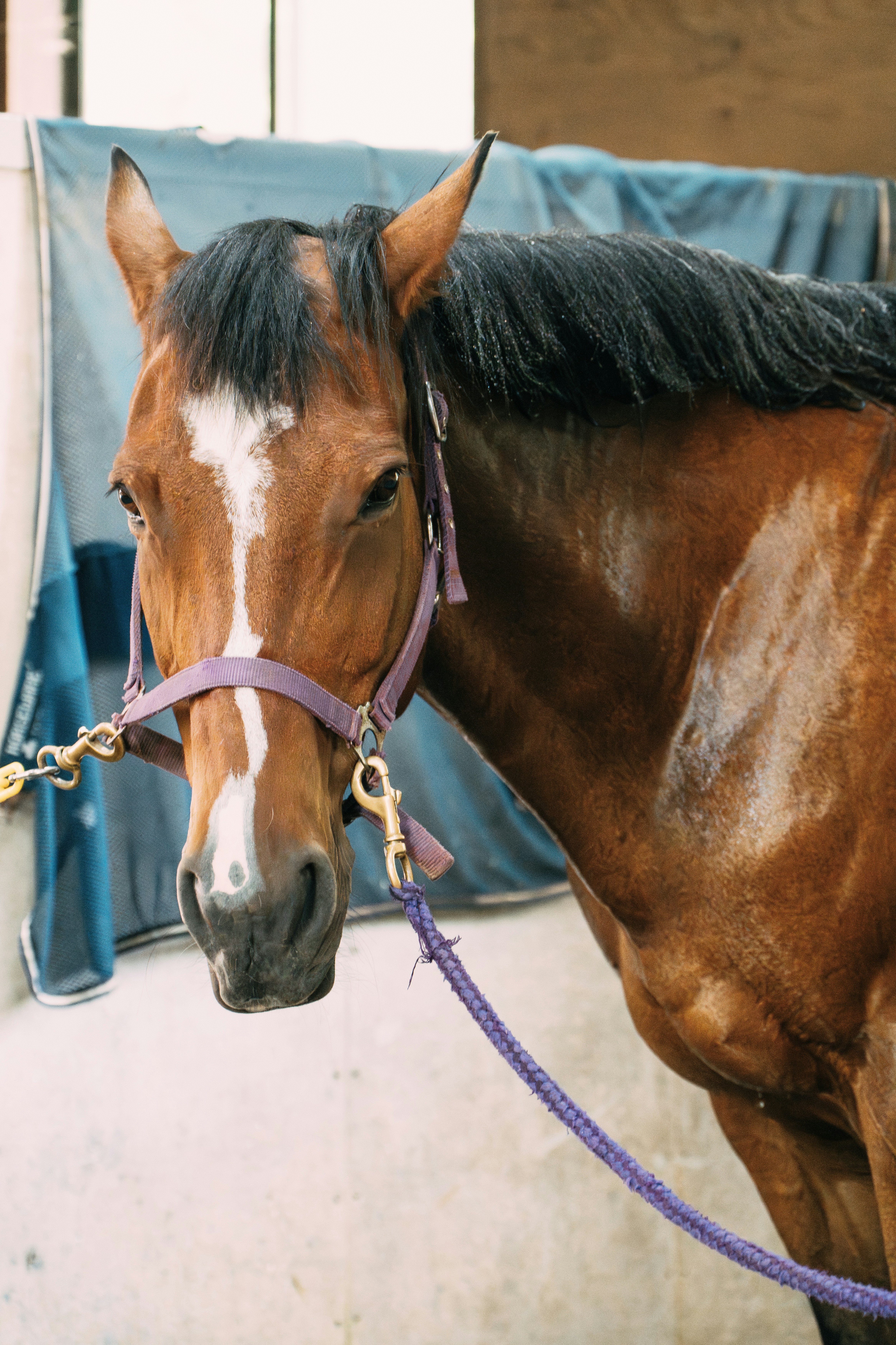 Chestnut Profile: A close-up of a horse tethered in a stable yard