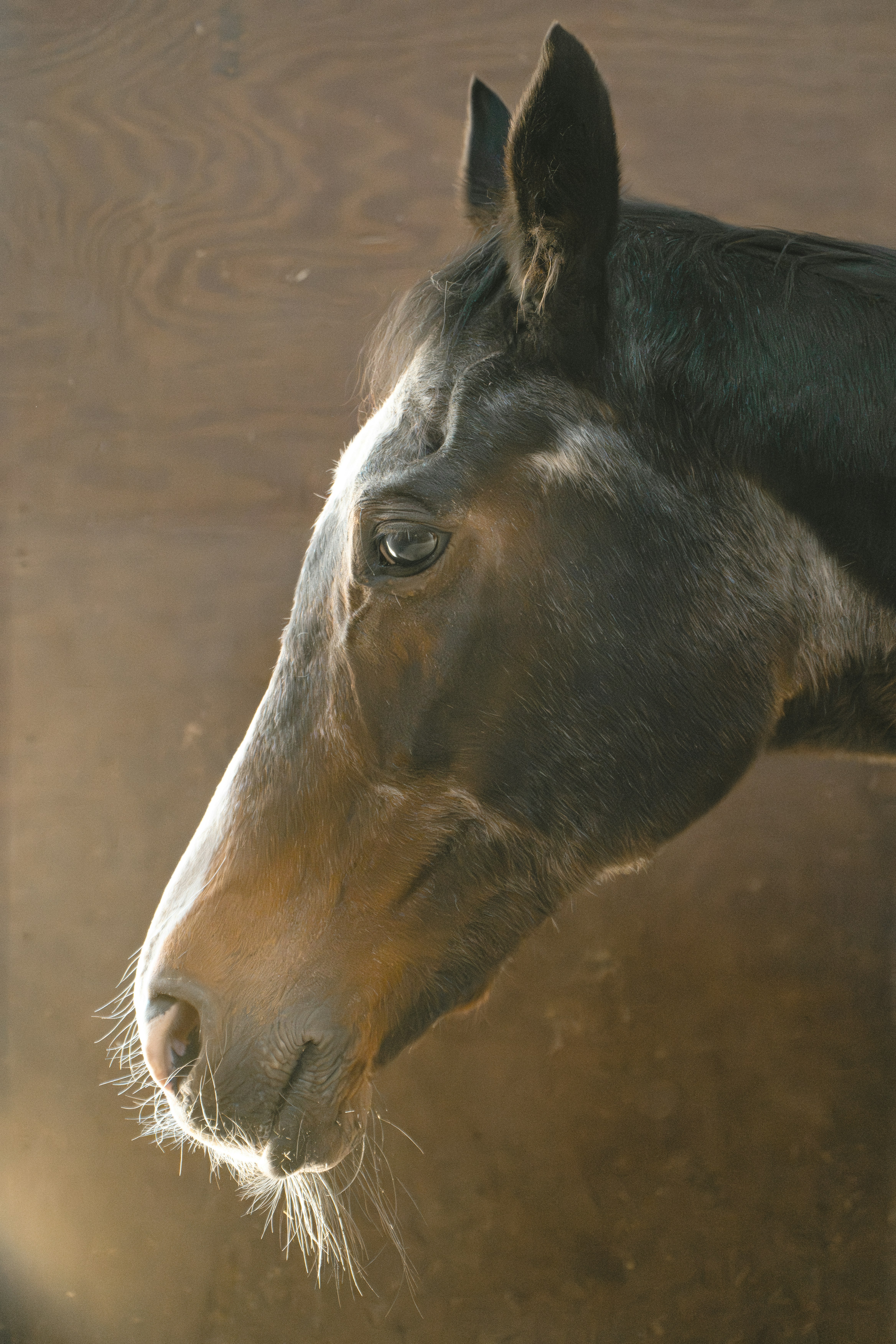 Side Profile of a Gentle Thoroughbred in Quiet Stall Light