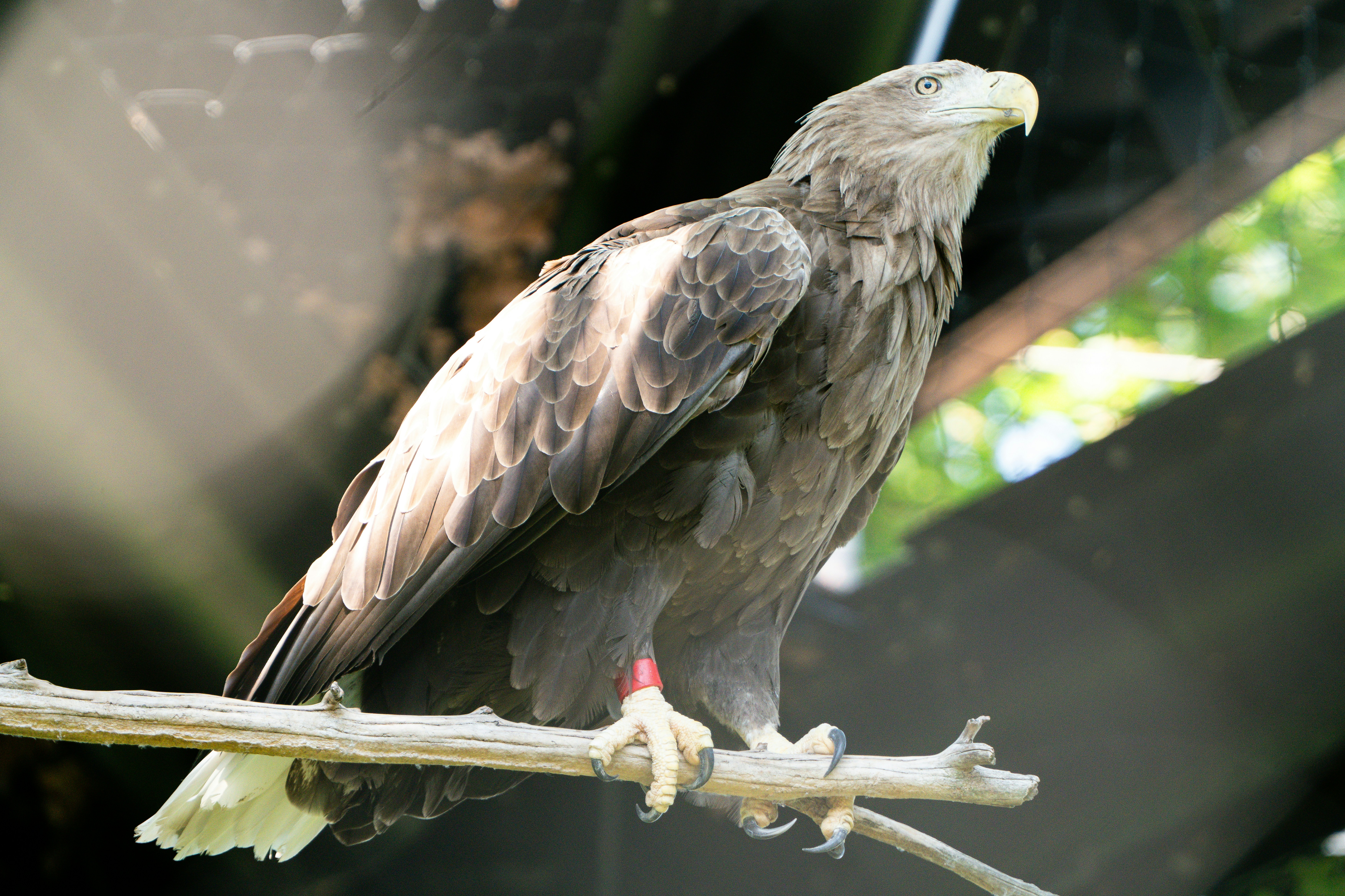 Raptor on a Weathered Perch Under Dappled Roof Light