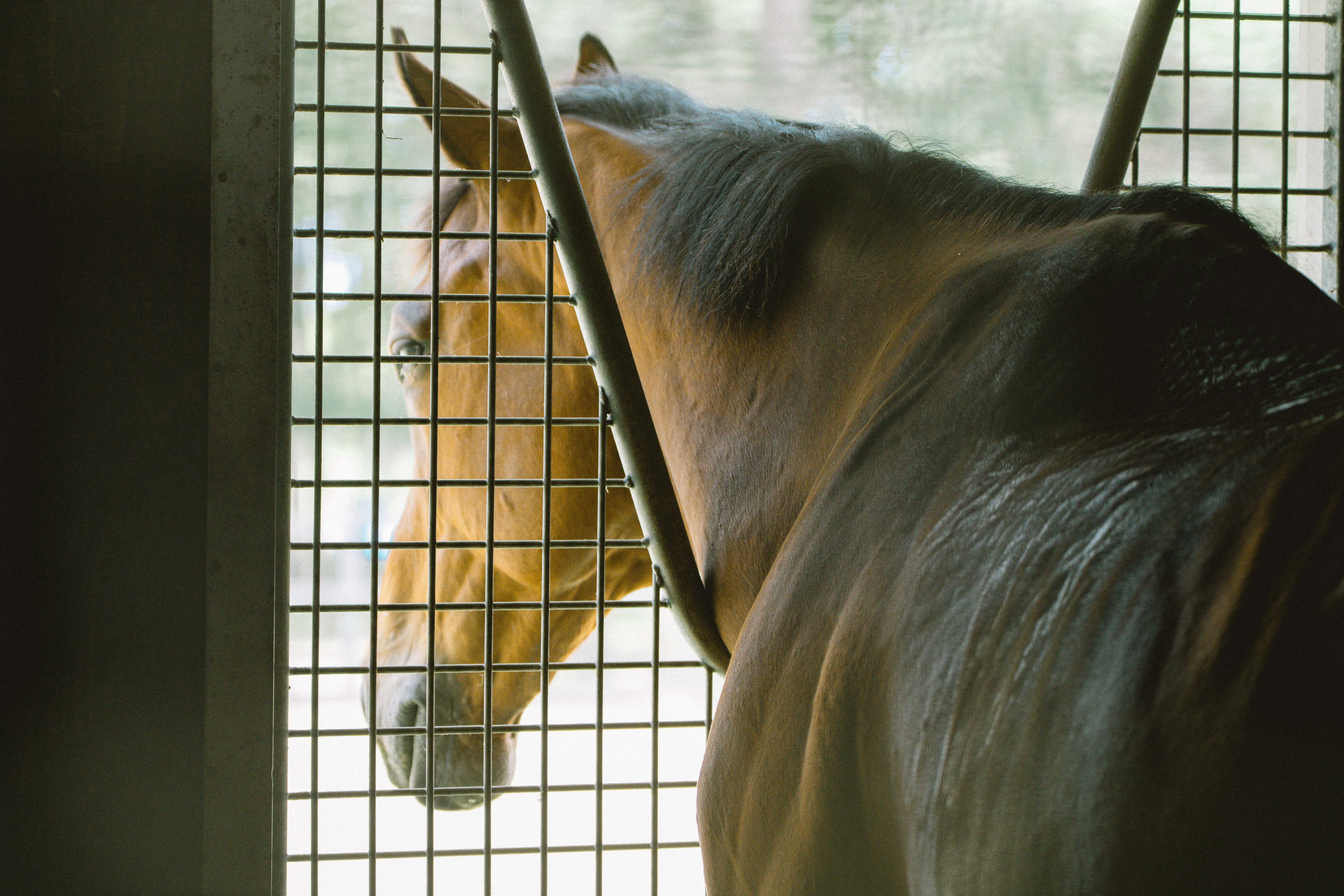 Stable Gaze: A Horse Behind the Grid Sifts Light into Quiet Stall