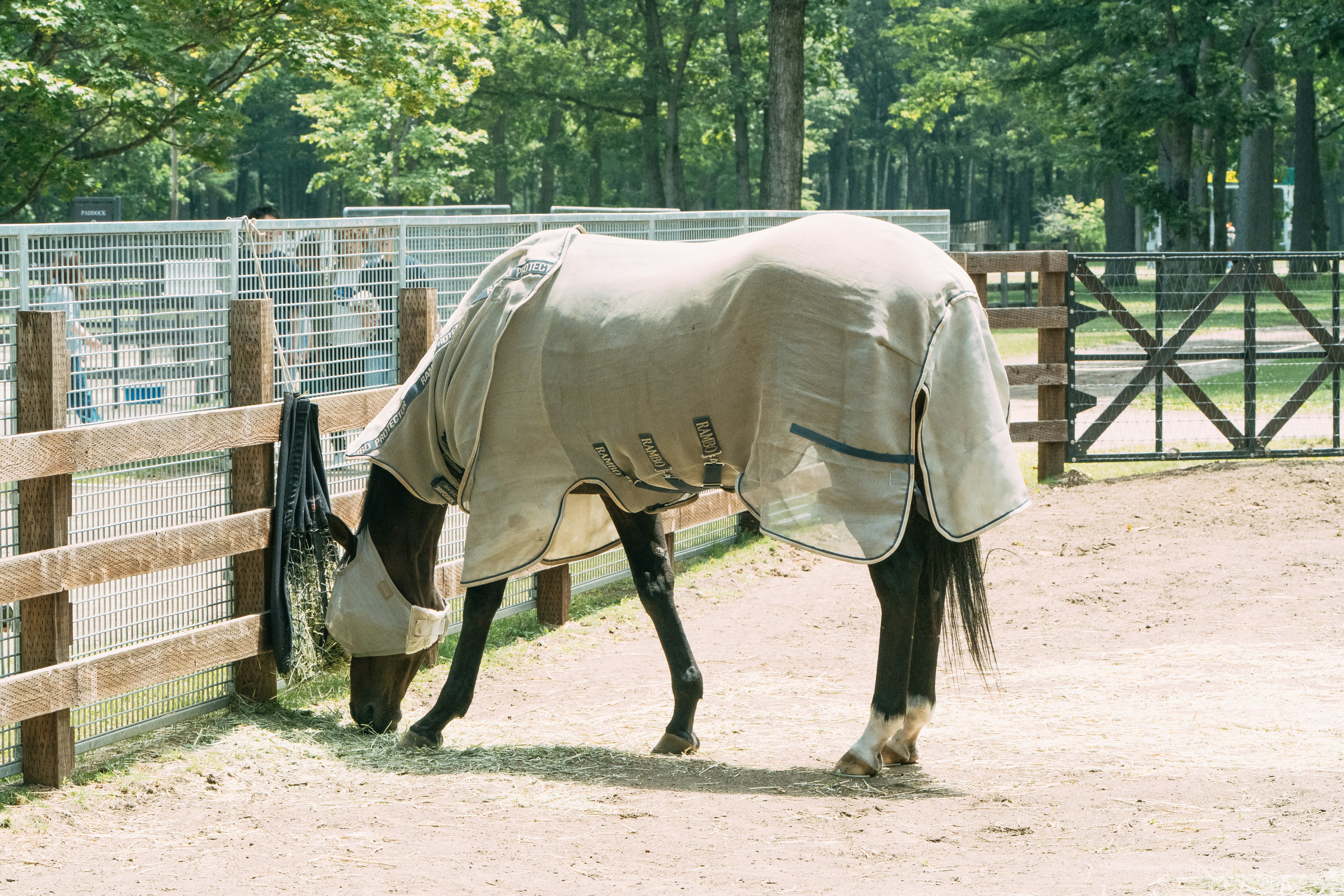A Quiet Grooming Moment: Horse Under a Lightweight Blanket in a Barnyard