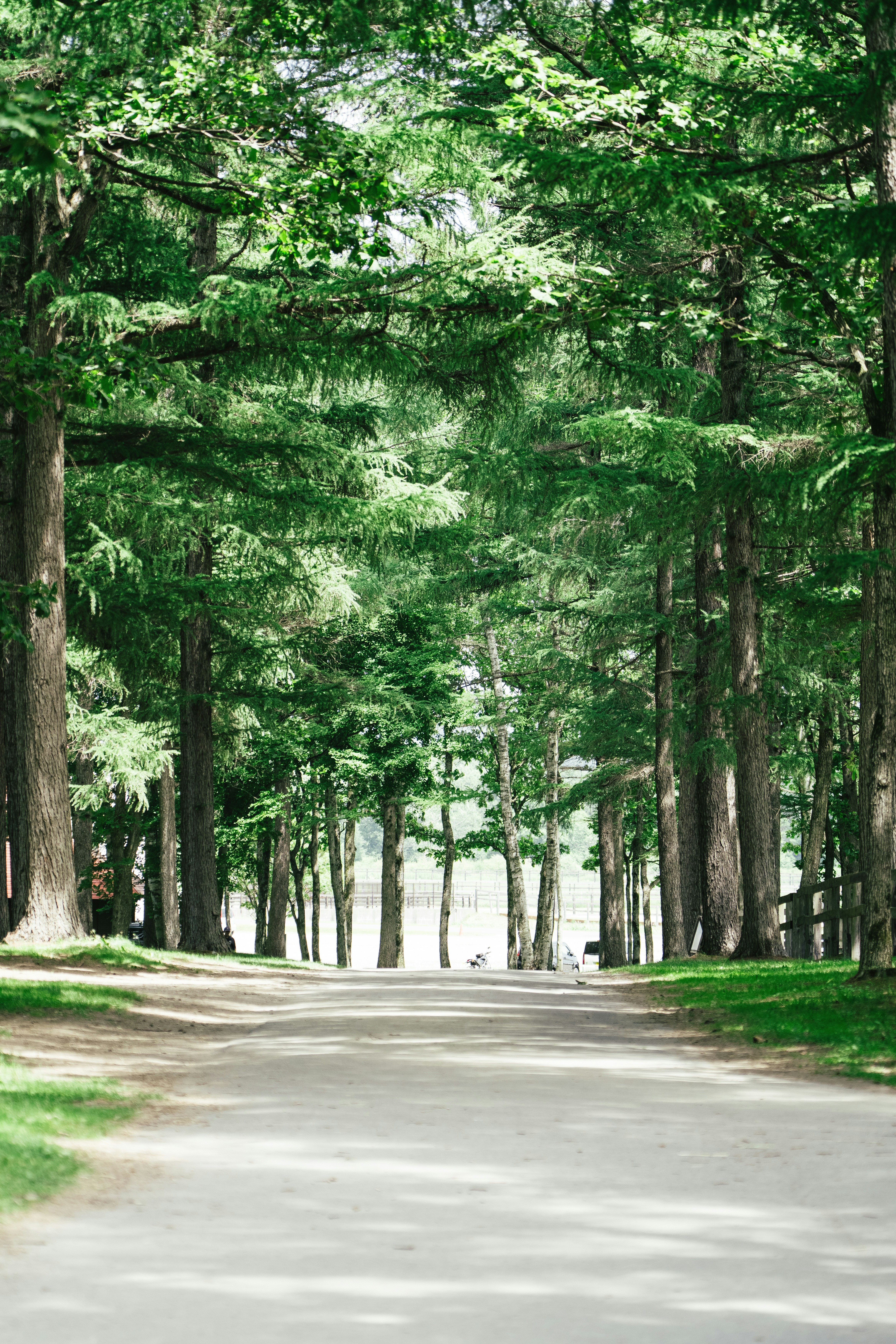 Sun-dappled forest path framed by tall trunks and lush green canopy; a tranquil corridor leading to a bright opening in the distance. This is a natural photograph, not a logo or illustration.